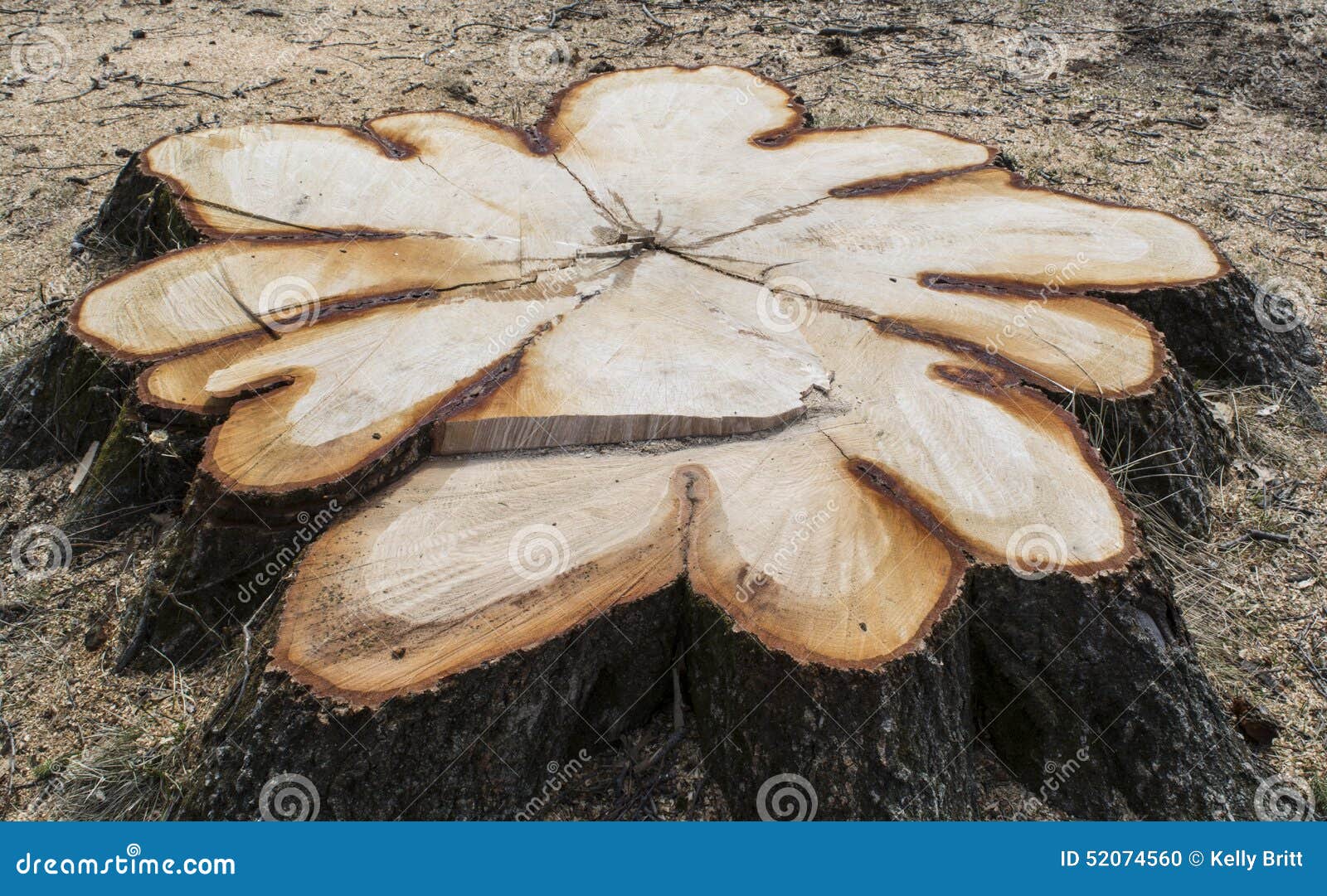 Fresh tree stump stock photo. Image of tree, sawdust - 52074560