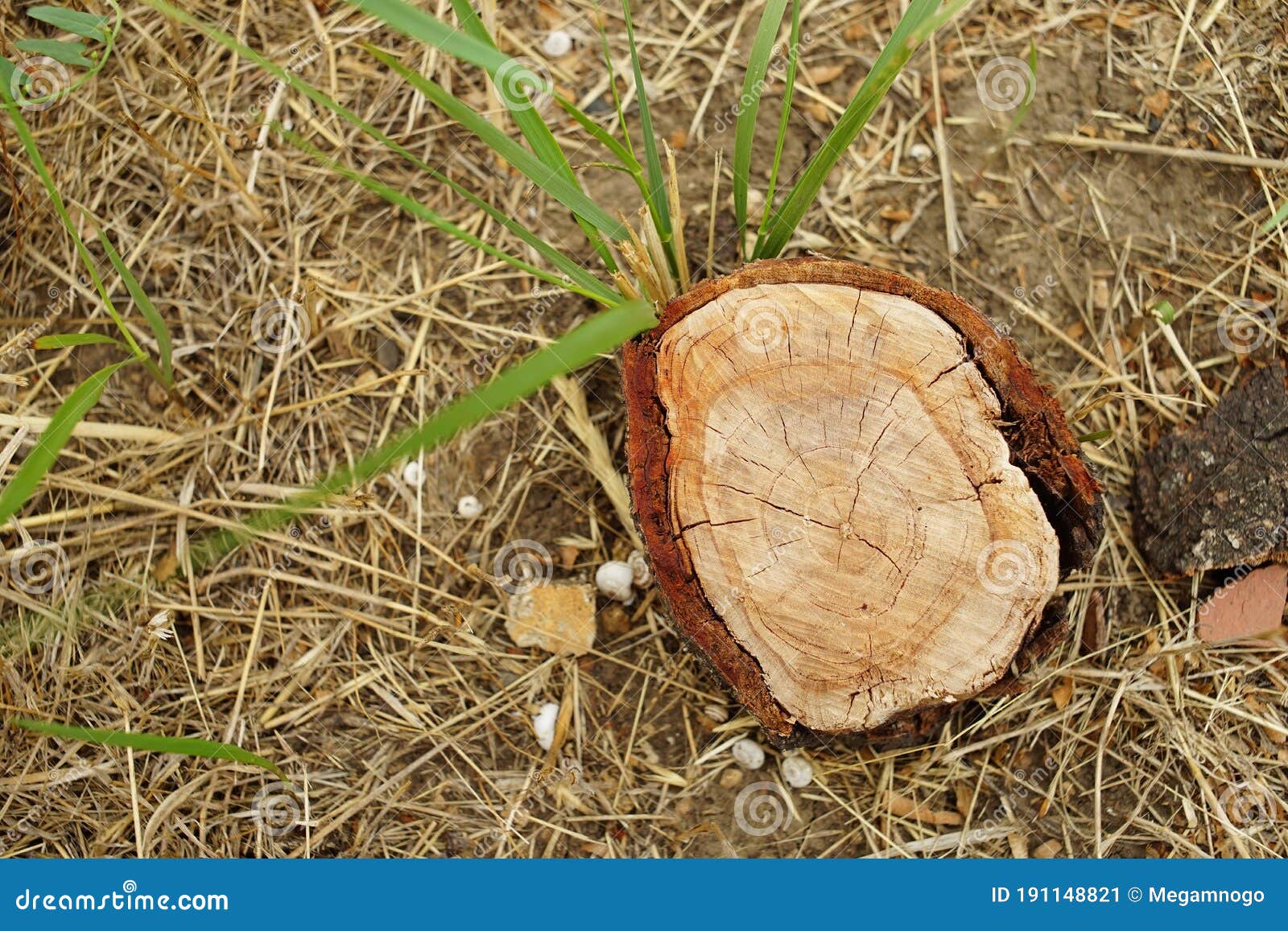 Fresh Tree Stump among Green and Dry Grass in the Garden Stock Image ...