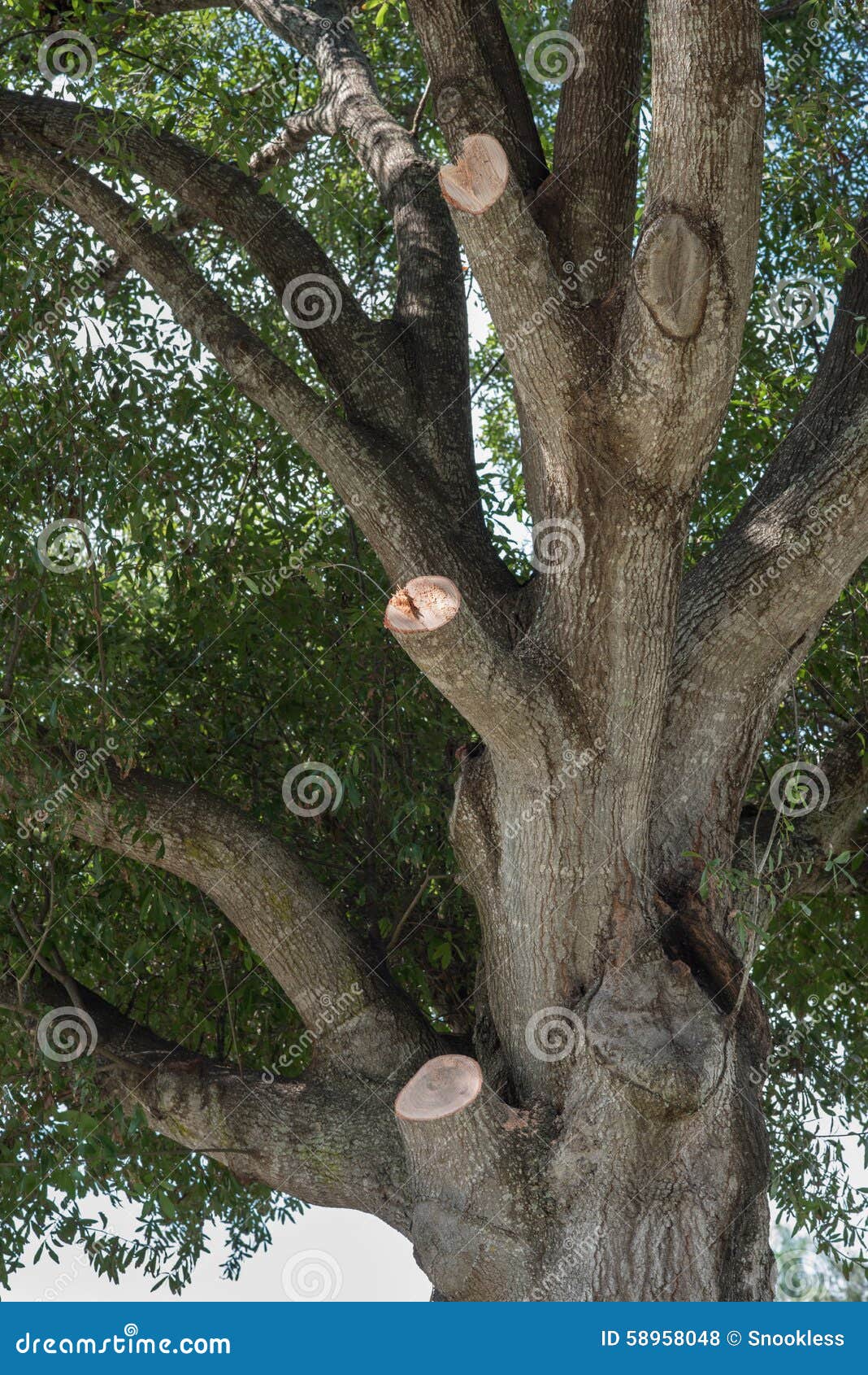 Tree Cutting stock photo. Image of service, three, limbs - 58958048