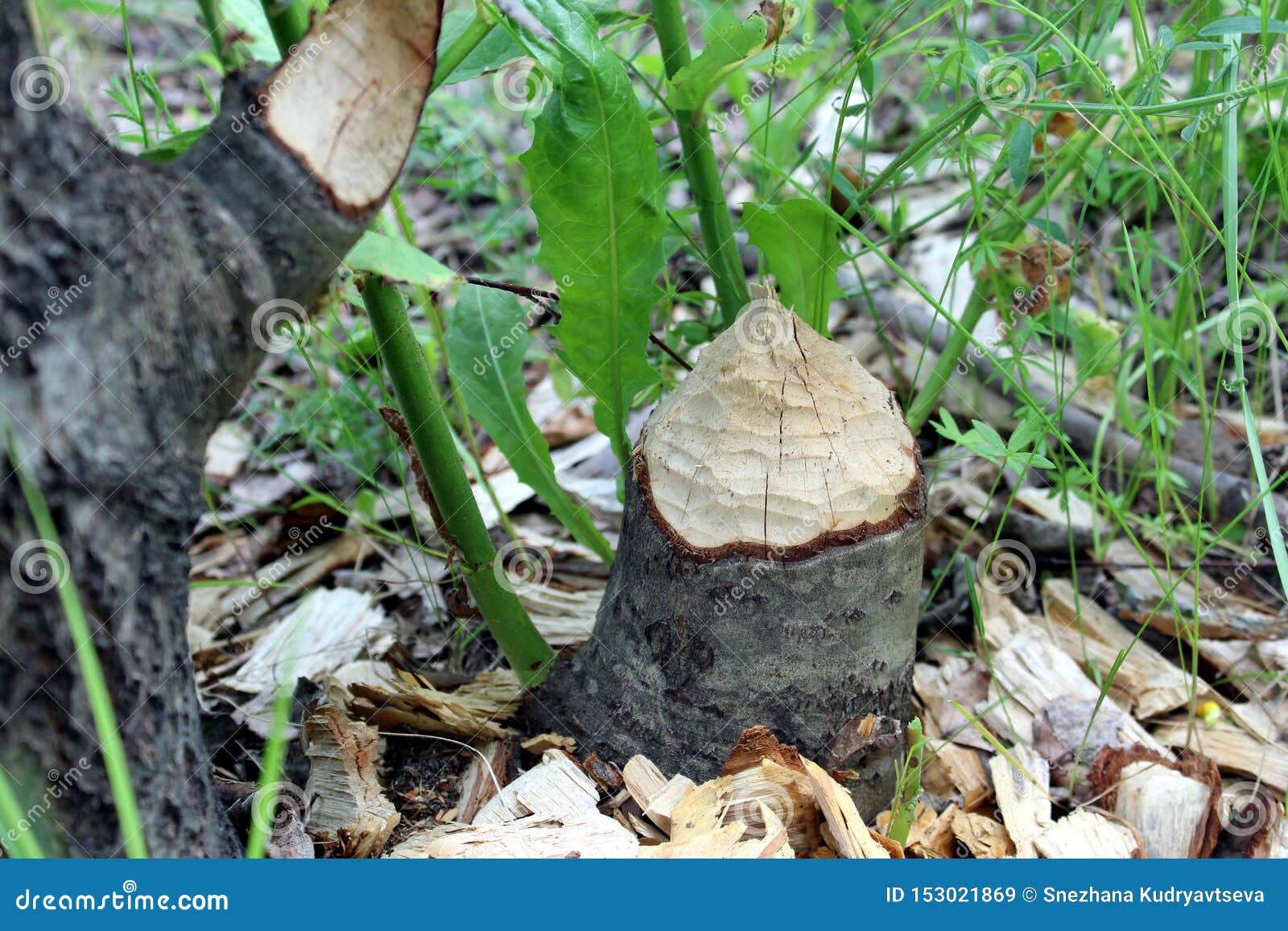 A Fresh Tree Trunk Bitten by a Beaver. Trees and Vegetation on the Lake ...