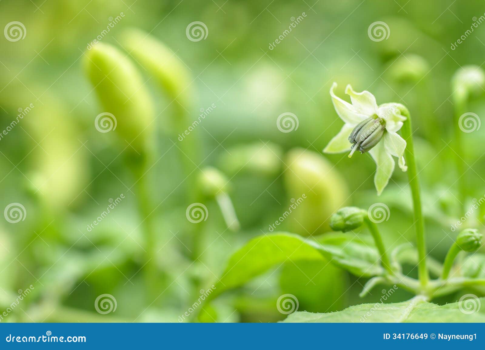 Fresh Tropical Chili Flower. Stock Image - Image of white, food: 34176649