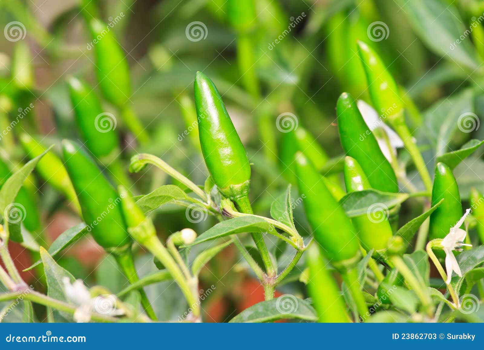 Fresh tropical chilli stock image. Image of nature, color - 23862703