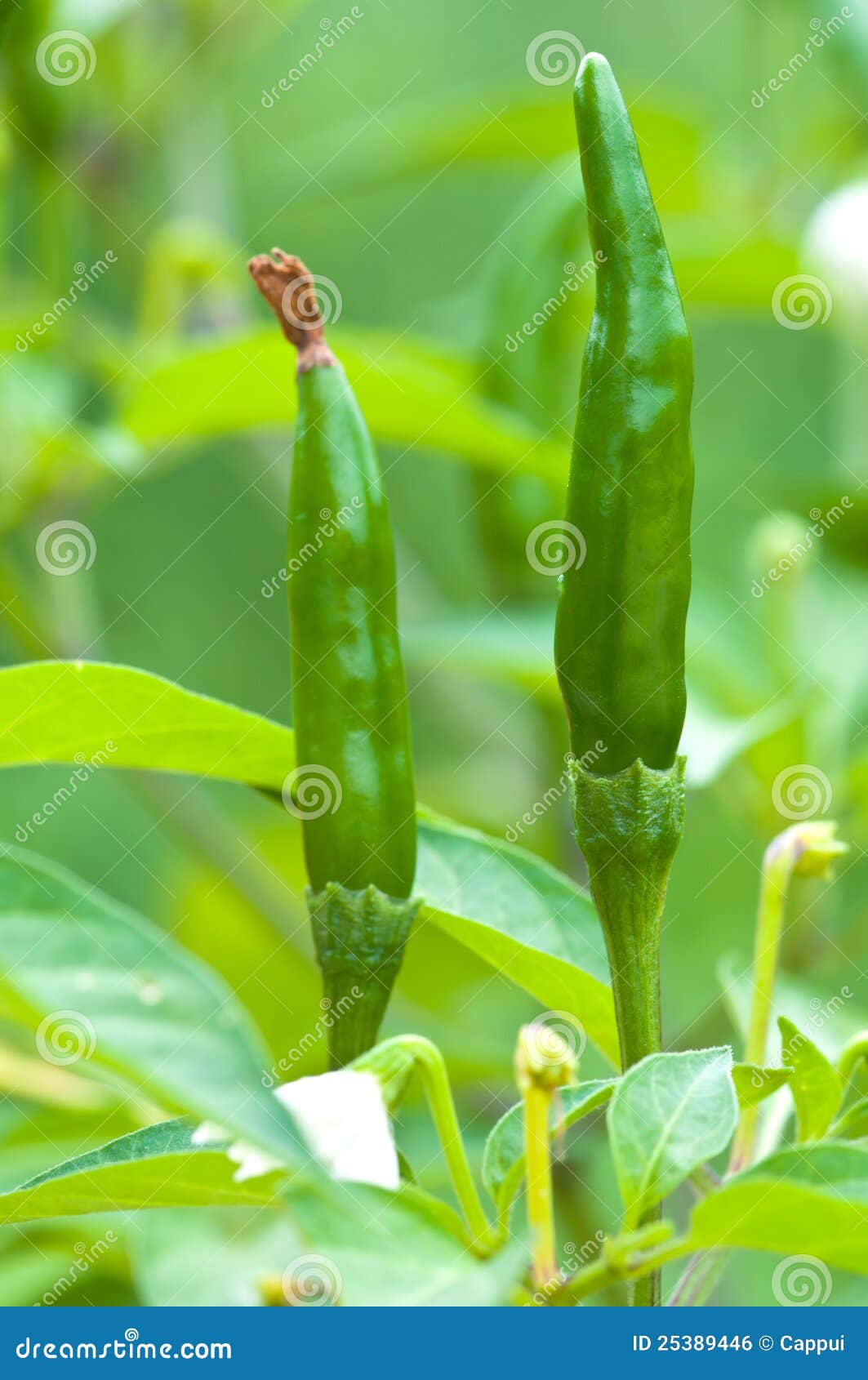 Fresh tropical chilli stock photo. Image of pepper, thailand - 25389446