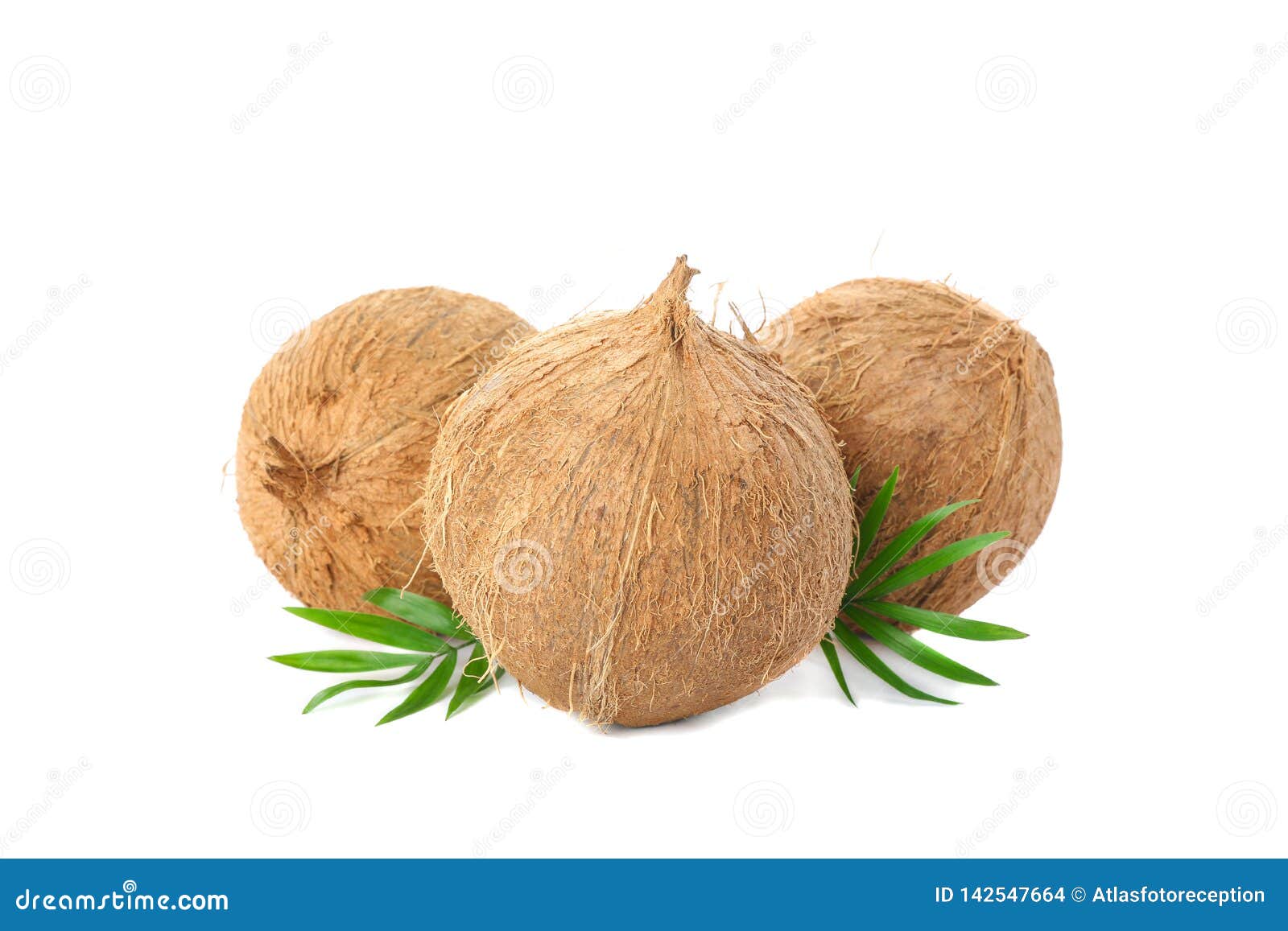 Fresh Tropical Coconuts Isolated Stock Photo - Image of wood, nutrition ...