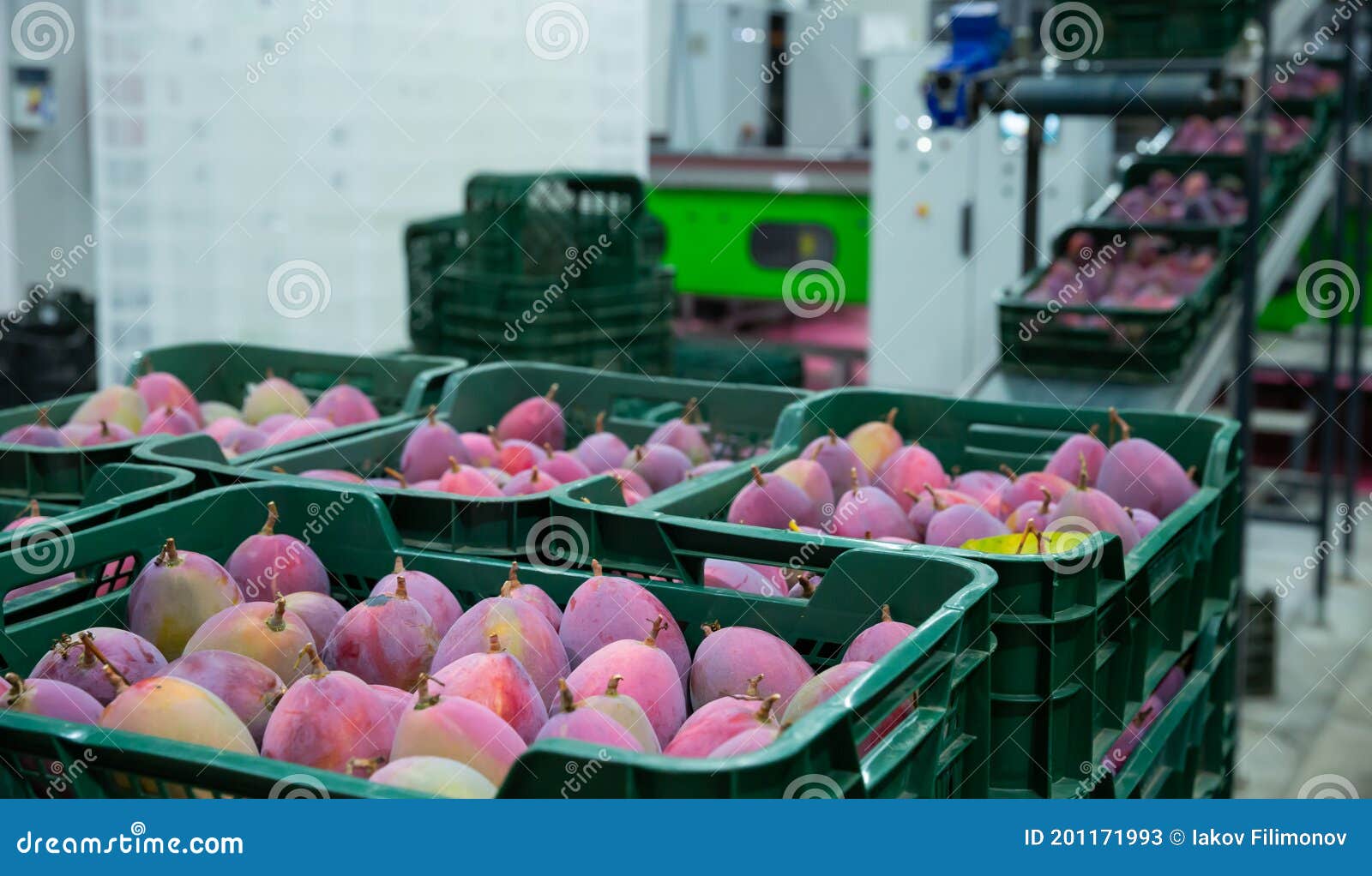Fresh Tropical Fruit Mango in Crates after Packaging in Warehouse Stock ...