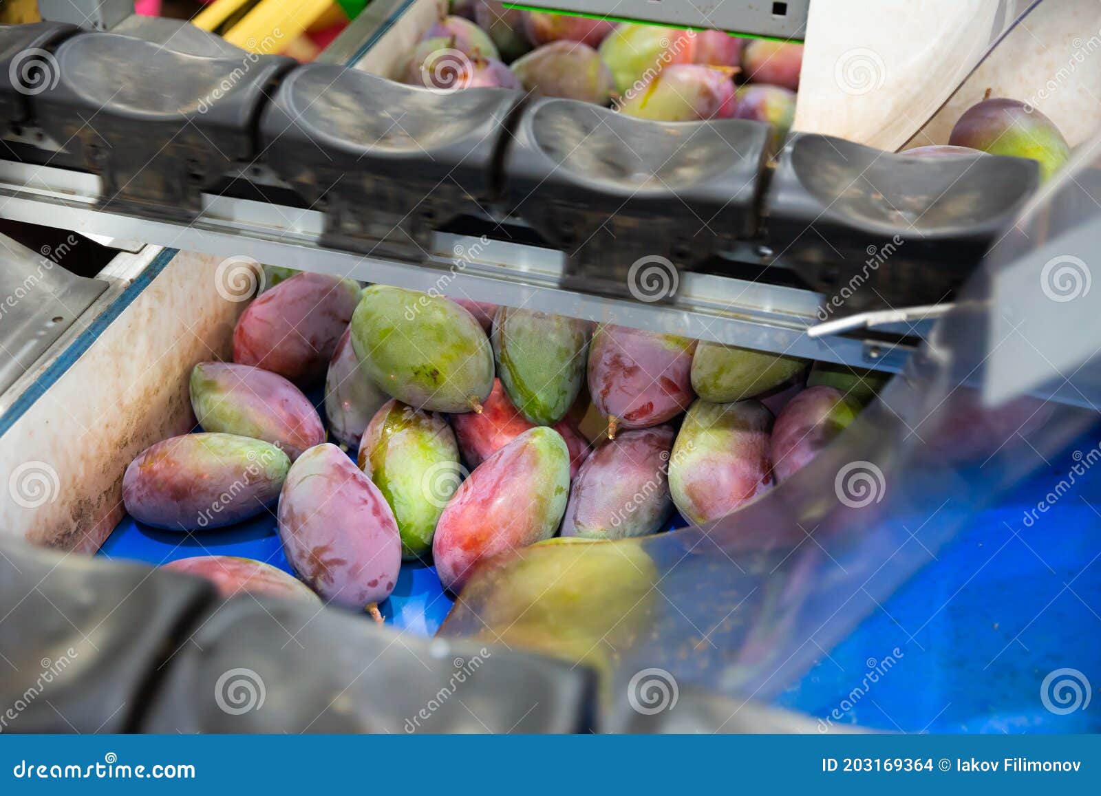 Fresh Tropical Fruit Mango in Crates after Packaging in Warehouse Stock ...