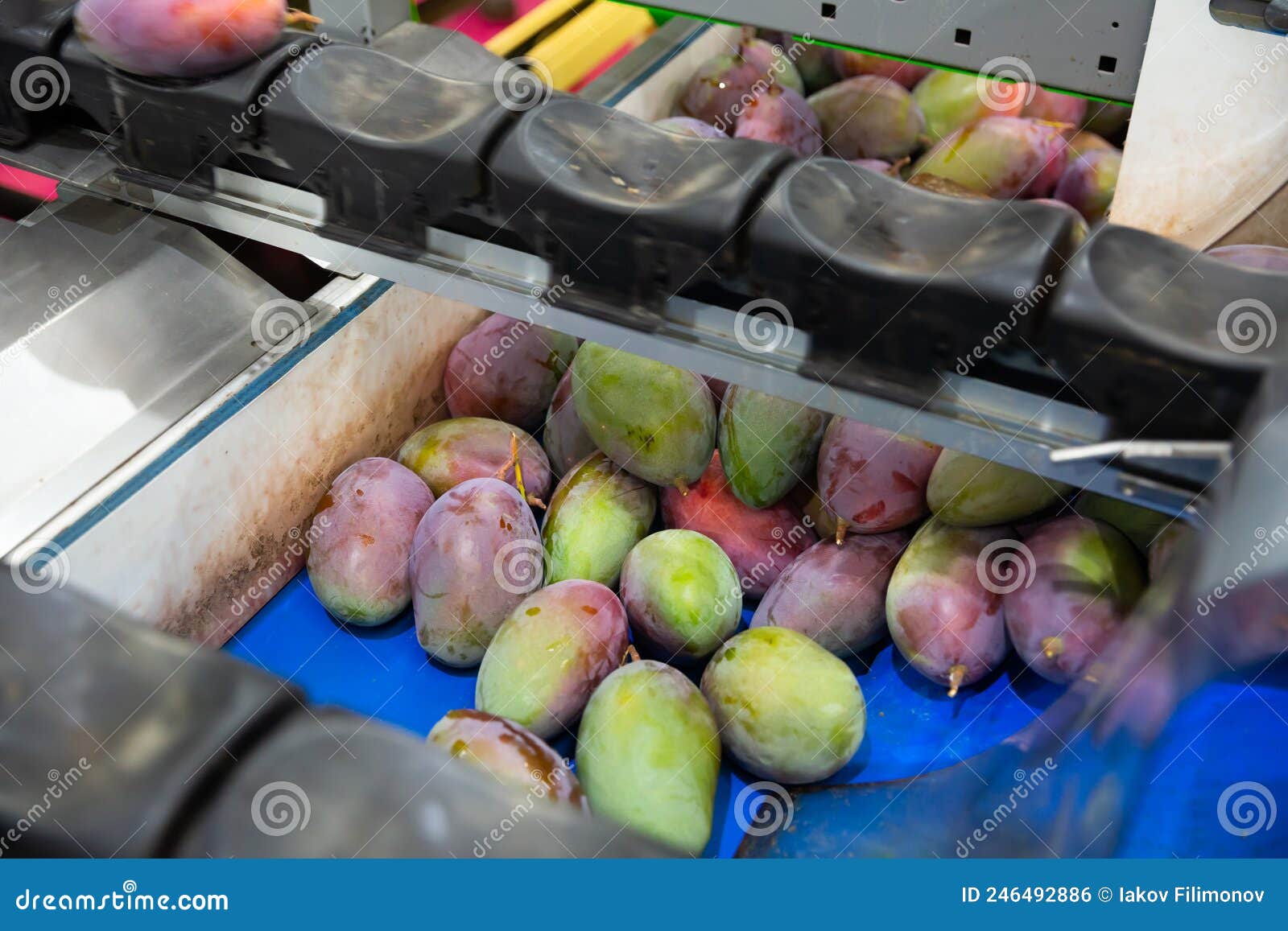 Fresh Tropical Fruit Mango in Crates after Packaging in Warehouse Stock ...
