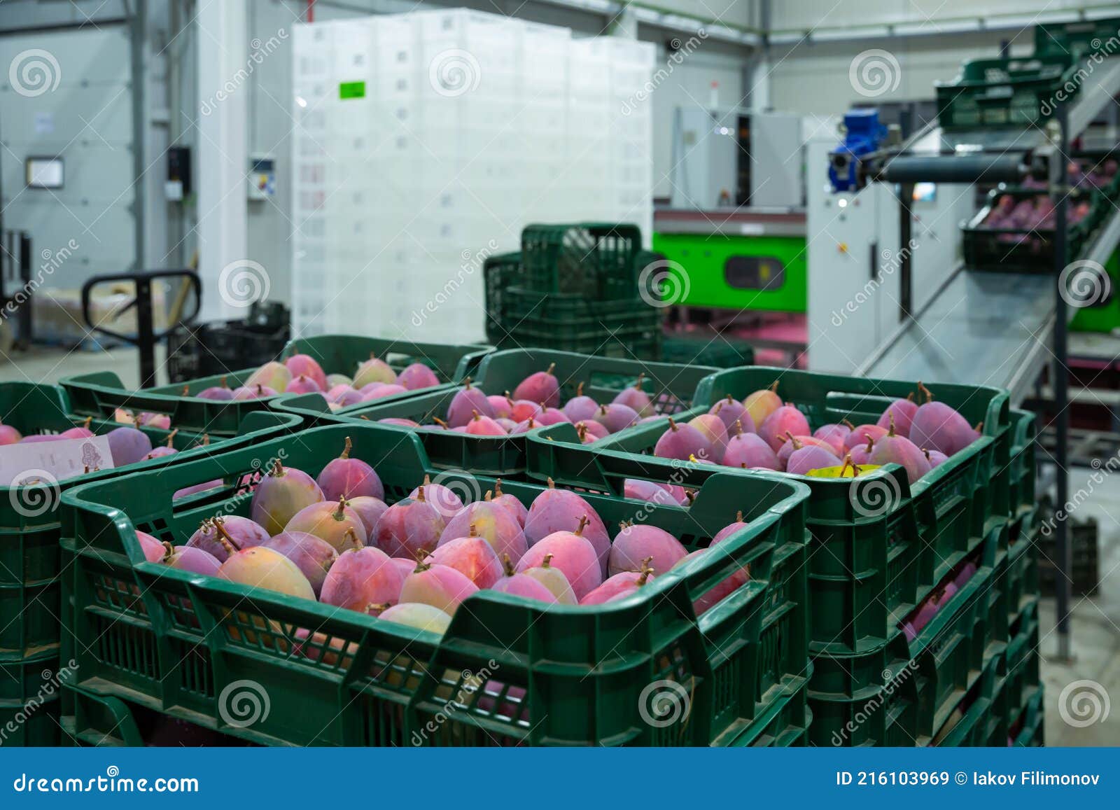 Fresh Tropical Fruit Mango in Crates after Packaging in Warehouse Stock ...