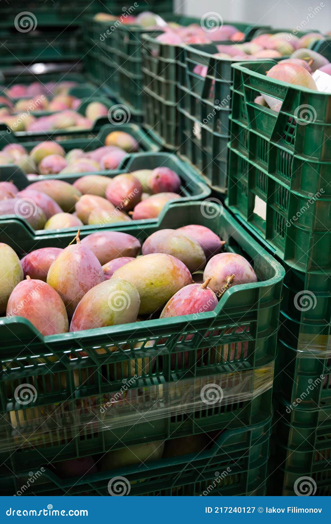 Fresh Tropical Fruit Mango in Crates after Packaging in Warehouse Stock ...