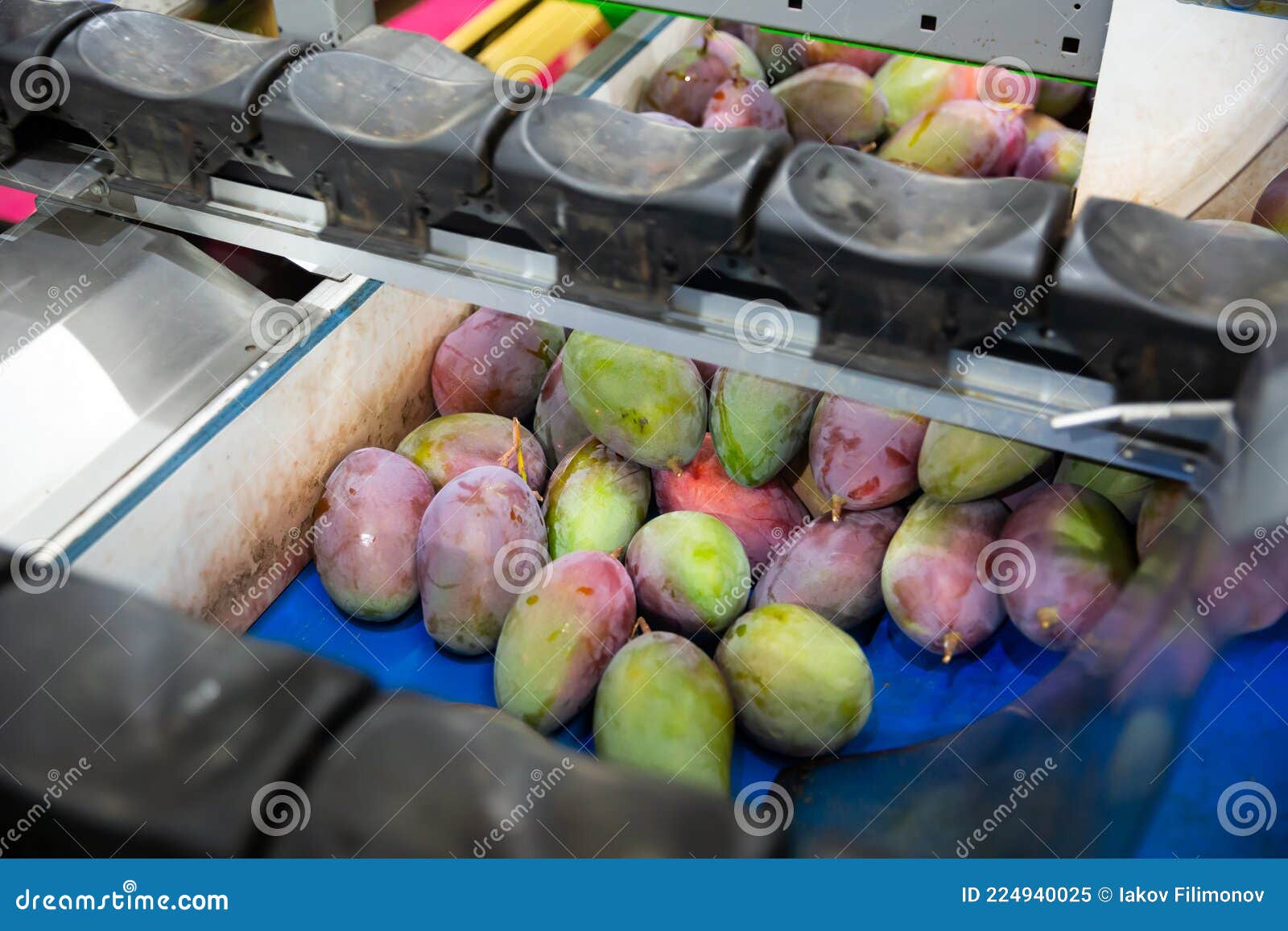 Fresh Tropical Fruit Mango in Crates after Packaging in Warehouse Stock ...