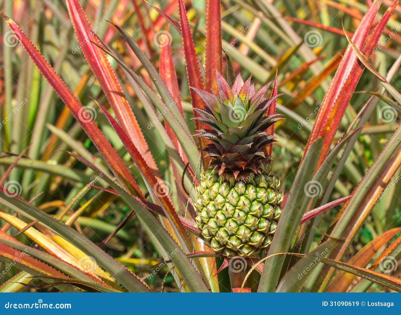 Fresh Tropical Pineapple on the Tree in Farm Stock Image - Image of ...