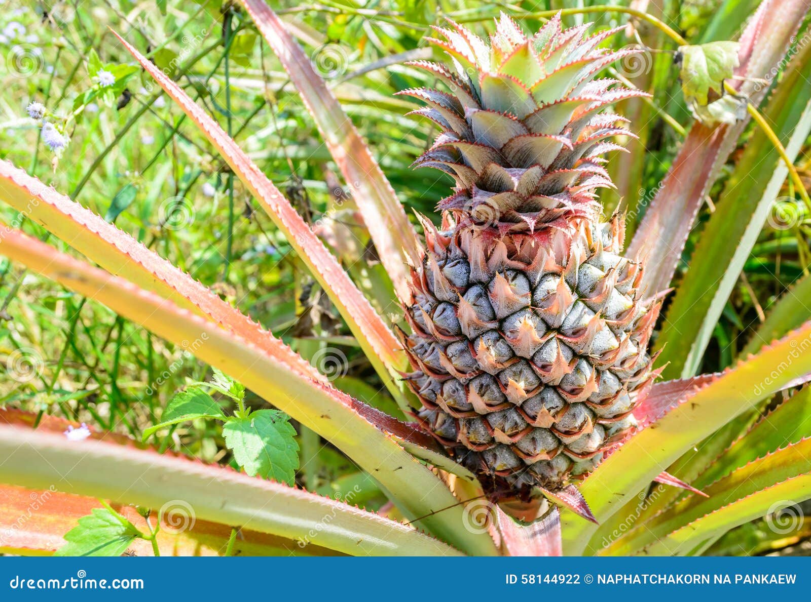 Fresh Tropical Pineapple Tree Stock Photo - Image of green, garden ...