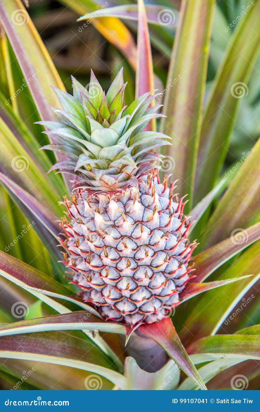Fresh Tropical Pineapple on the Tree. Stock Image - Image of leaf ...