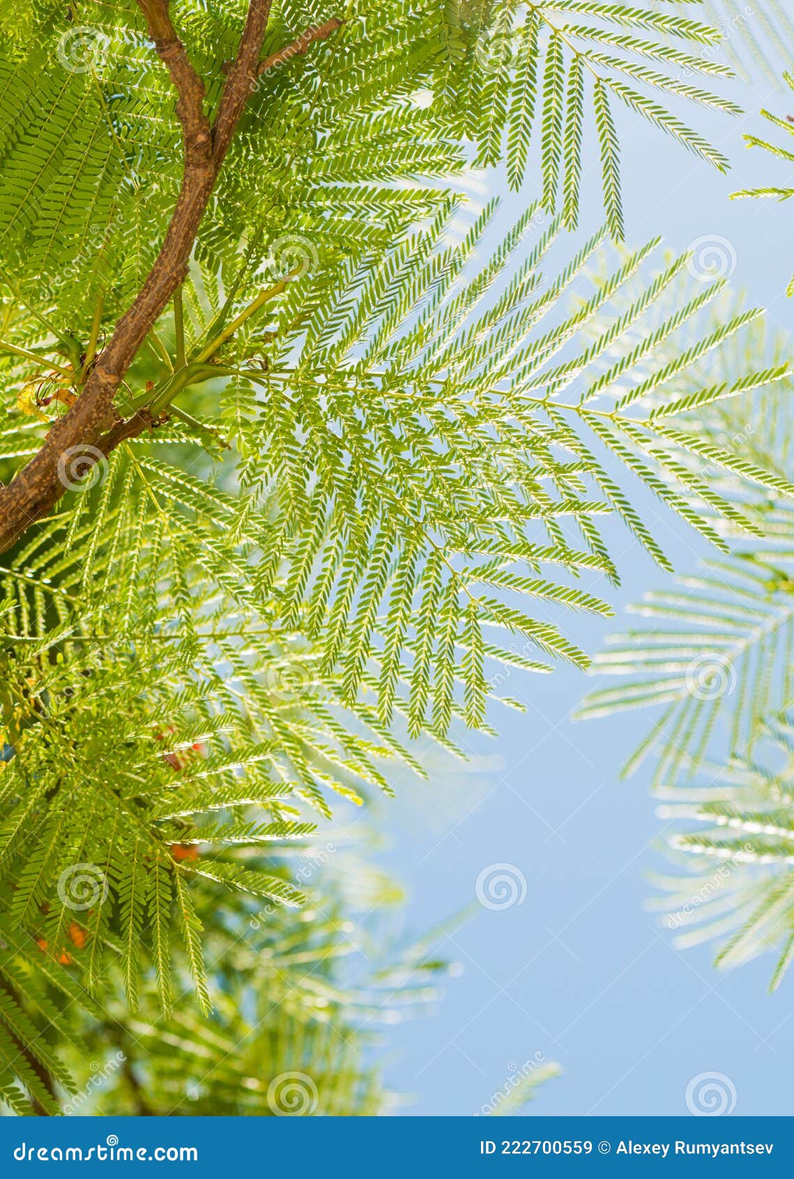 Fresh Tropical Tree Branches Stock Image - Image of background, outside ...