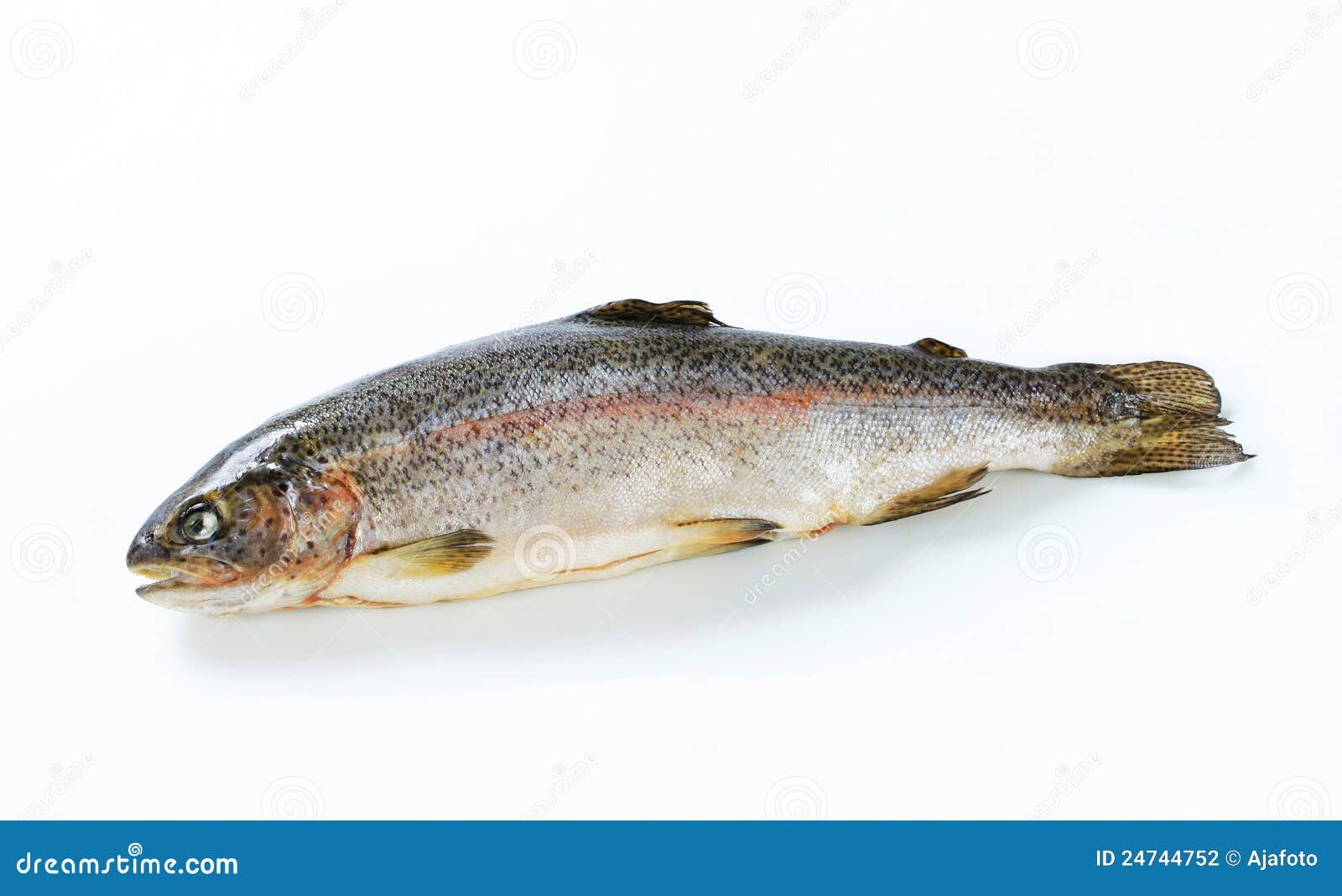 Fresh trout stock photo. Image of food, salmon, uncooked - 24744752