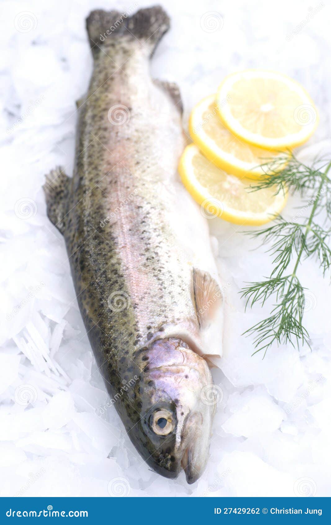 Fresh trout stock photo. Image of fishing, trouts, rainbow - 27429262