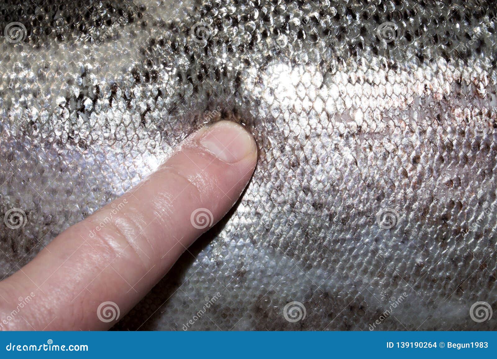 Fresh Trout.Checking the Freshness of Fish. Stock Photo - Image of dead ...