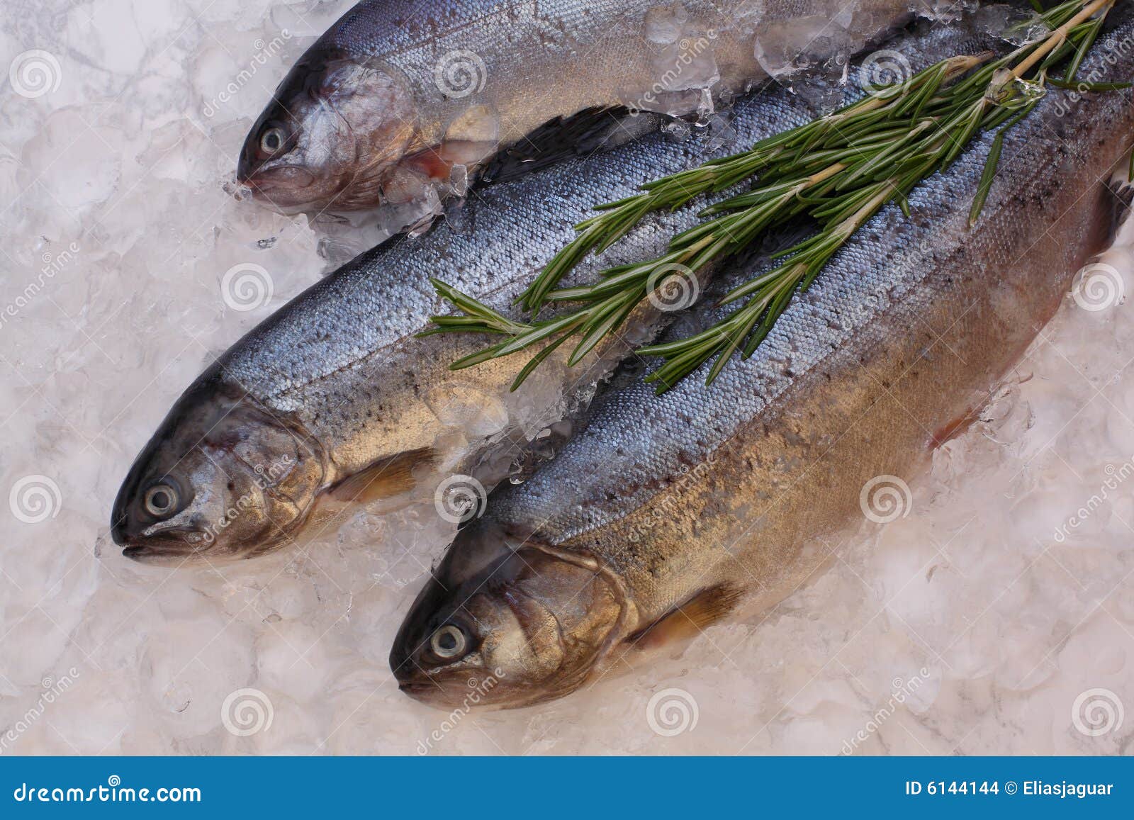 Fresh trout fish on ice stock photo. Image of rosemary - 6144144