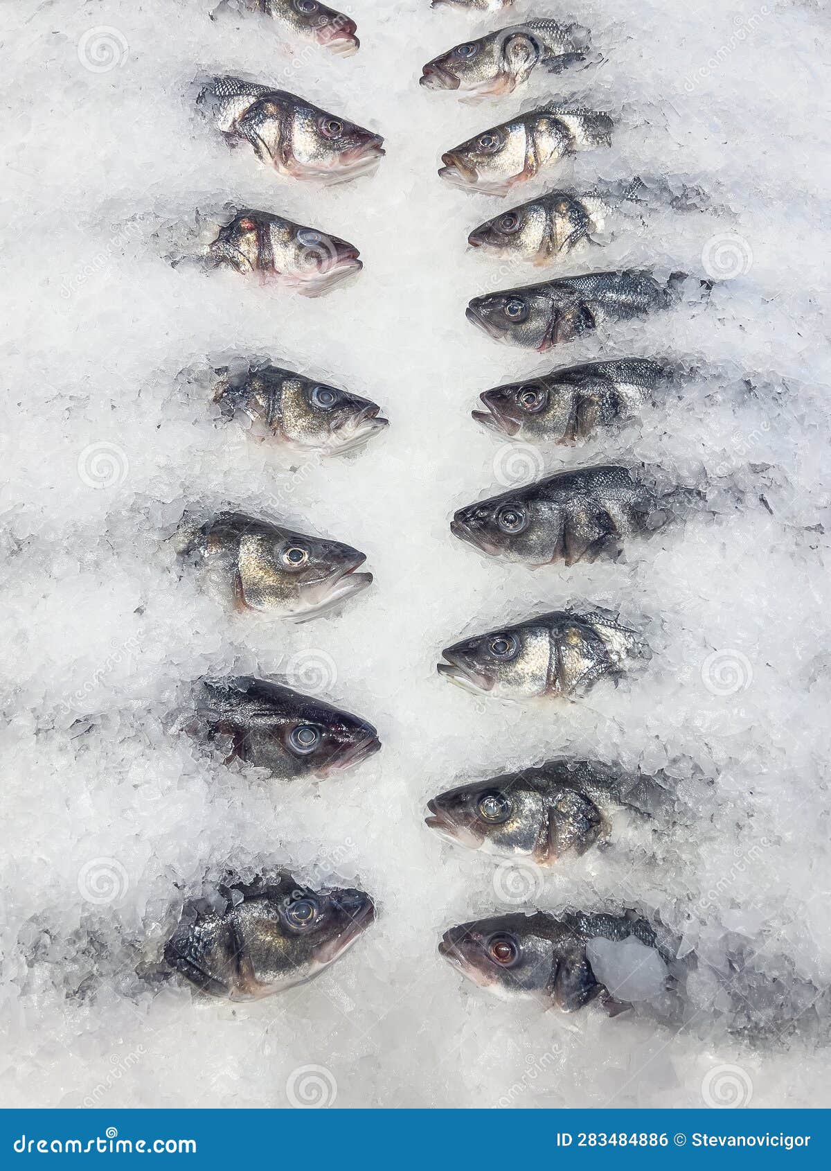 Fresh Trout Fish in Ice in Supermarket Store Stock Photo - Image of ...