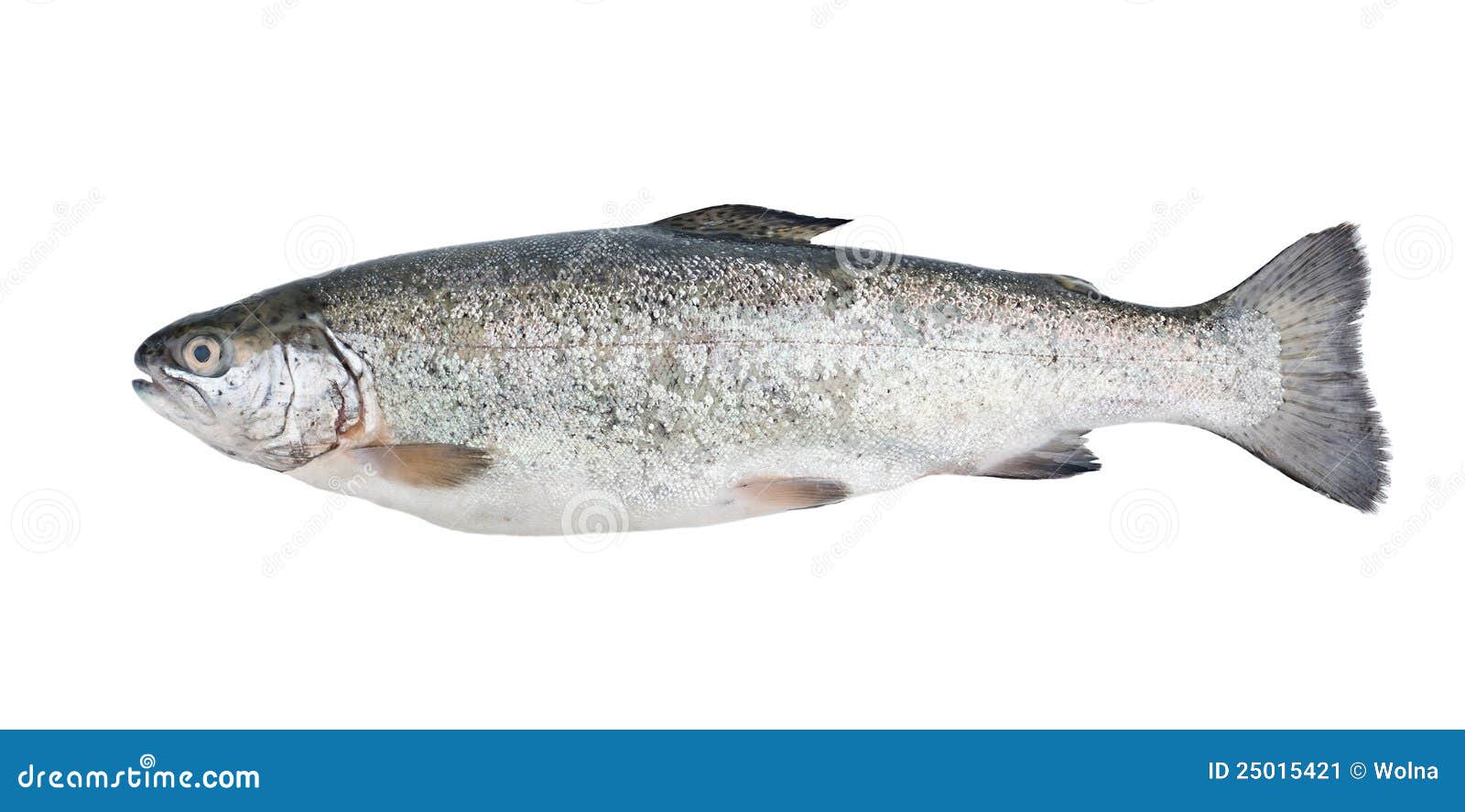 Fresh trout fish isolated stock image. Image of tasty - 25015421