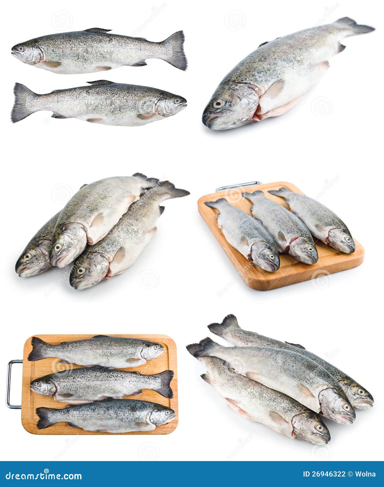 Fresh trout fish set stock photo. Image of collage, seafood - 26946322