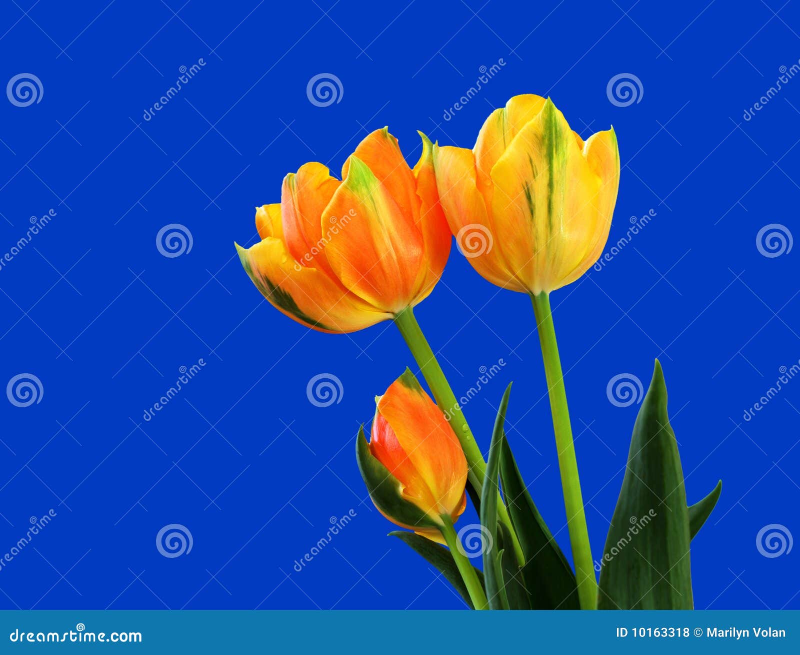 Fresh Tulips stock photo. Image of garden, bouquet, green - 10163318