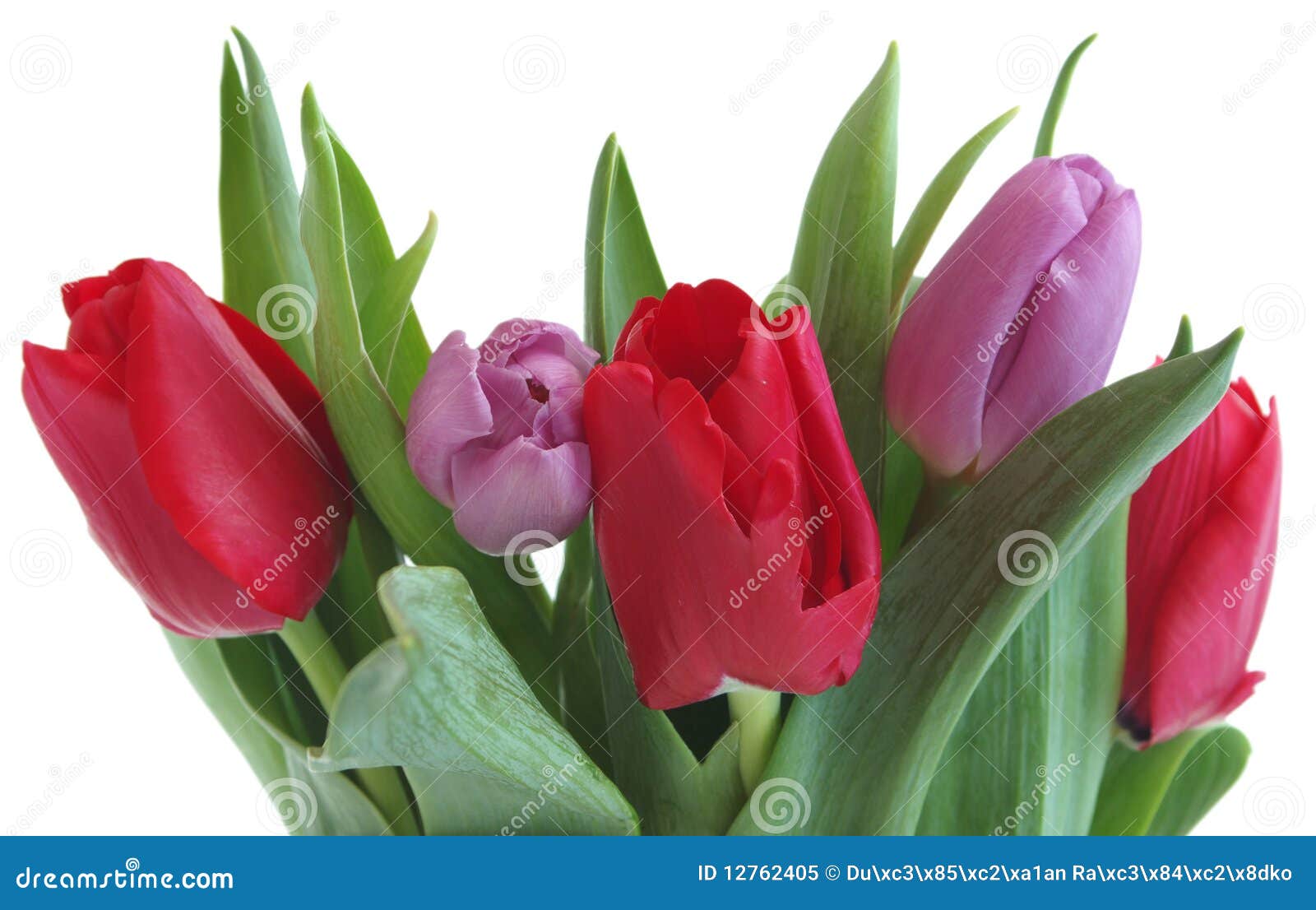 Fresh tulips stock image. Image of bouquet, bunch, classic - 12762405