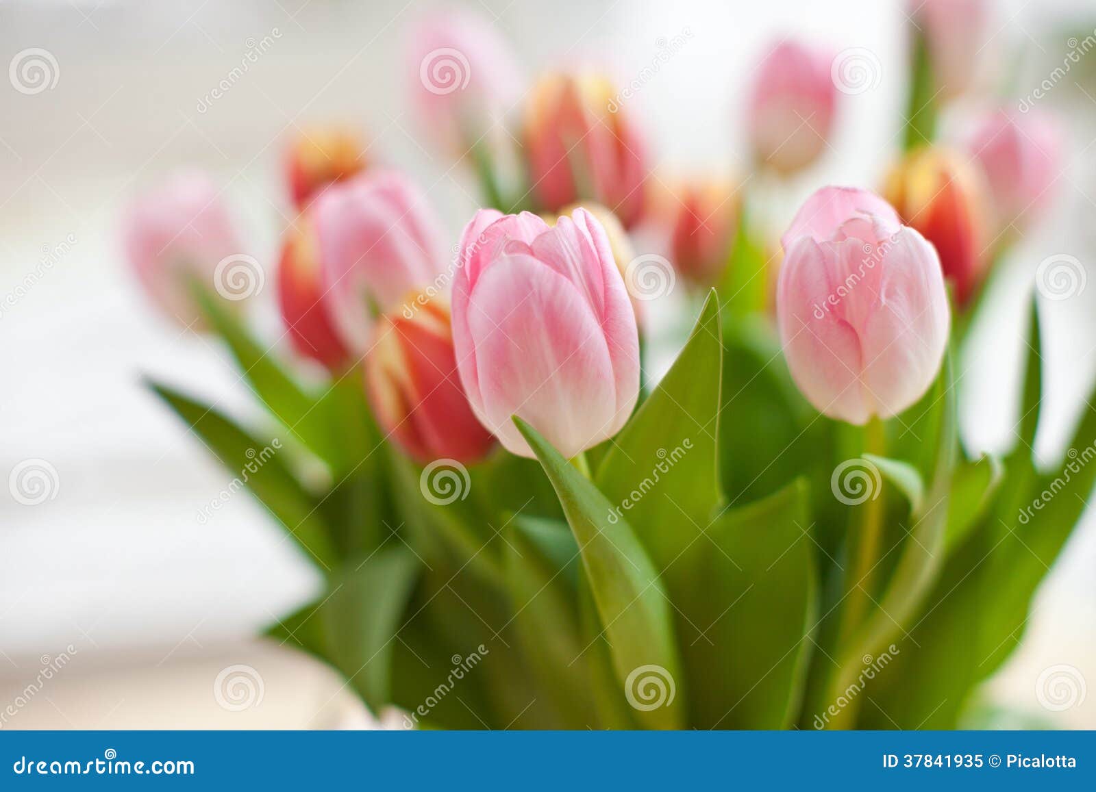 Fresh tulips stock image. Image of blooming, tulips, colors - 37841935
