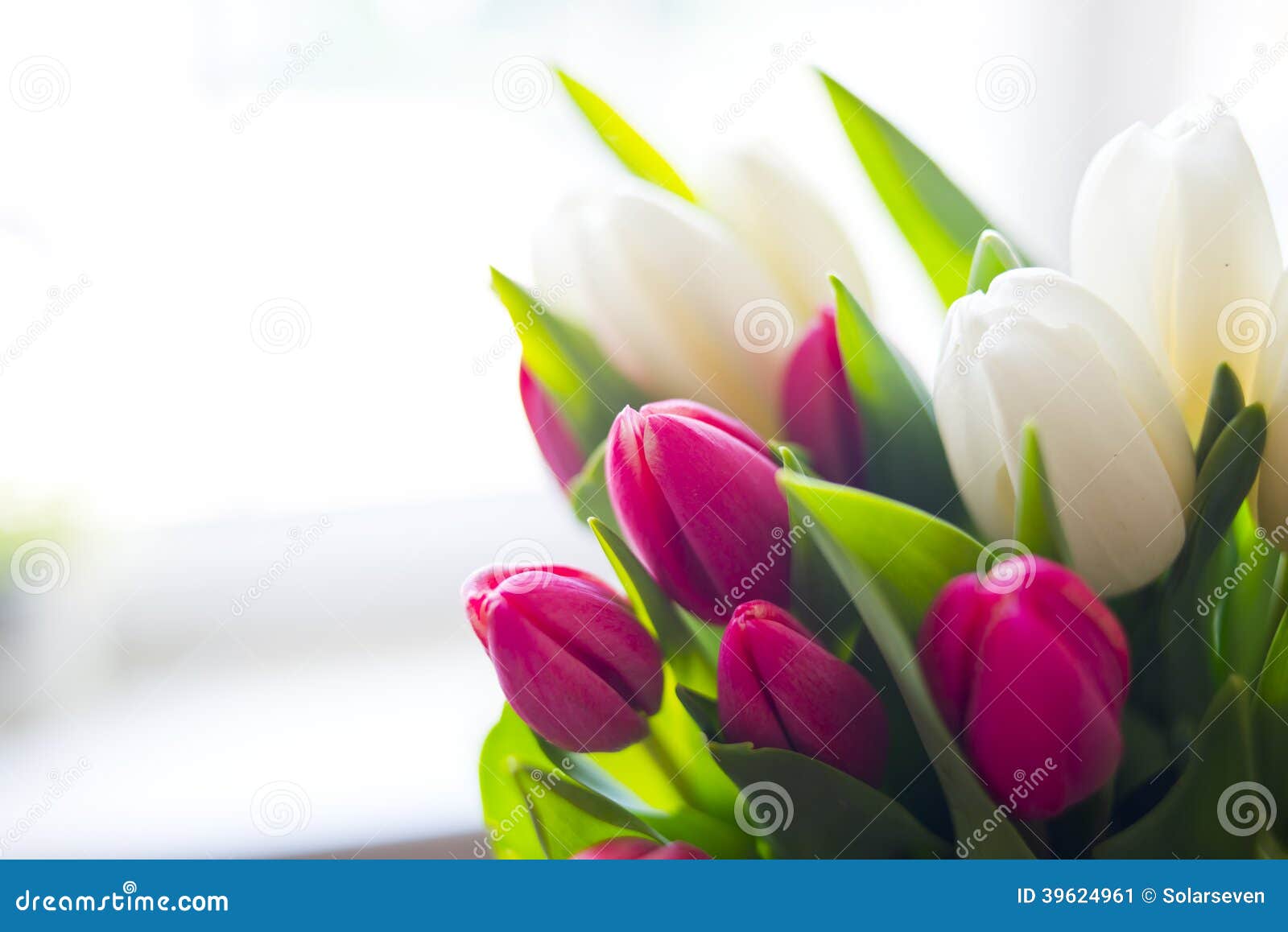 Fresh Tulips stock image. Image of floral, celebration - 39624961