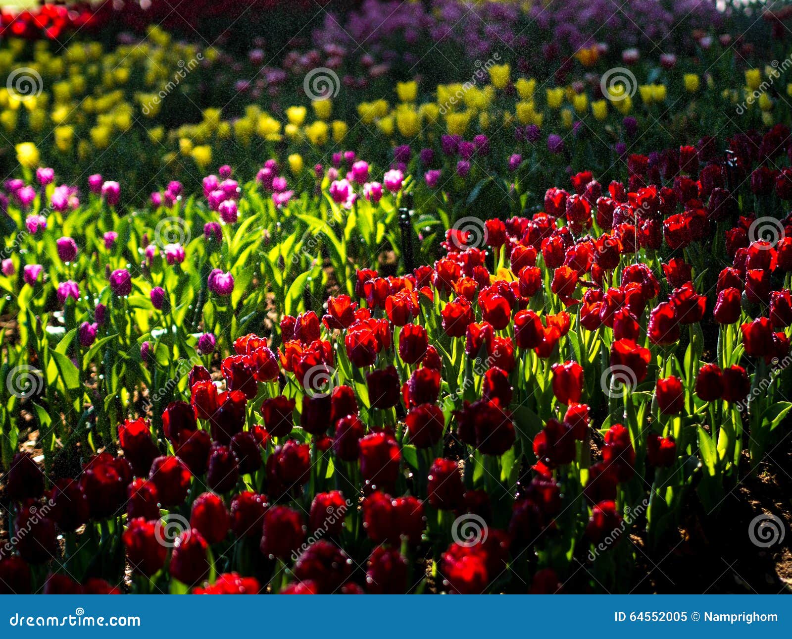 Fresh Tulips stock image. Image of plant, flower, bright - 64552005