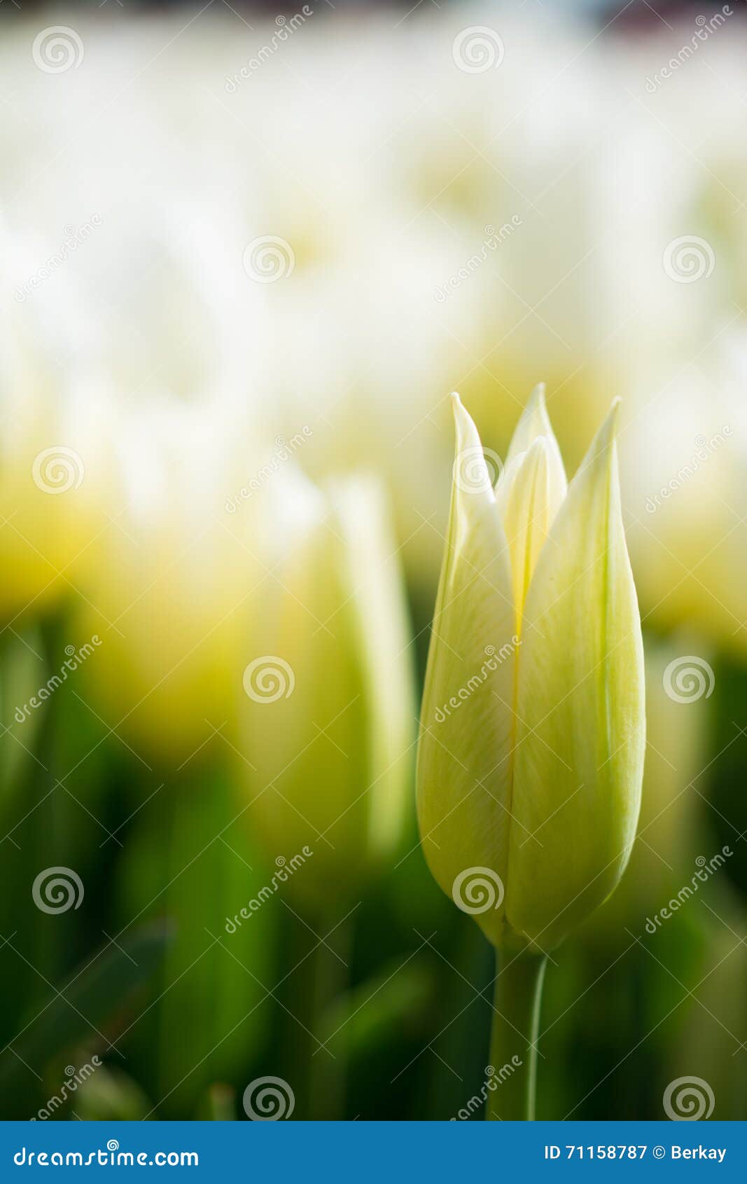 Fresh Tulips of White Color Stock Image - Image of vibrant, beautiful ...