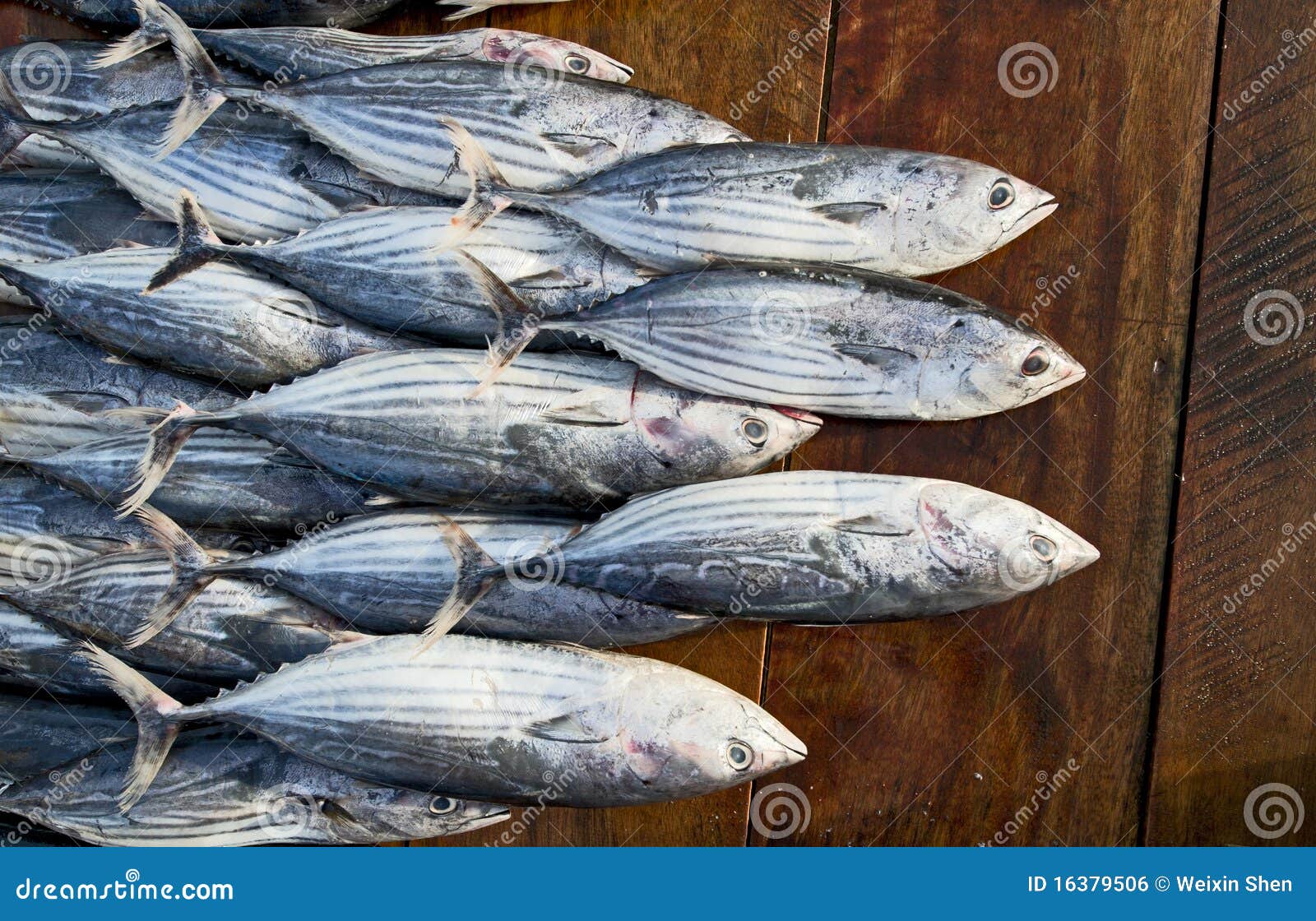 Fresh Tuna Fishes on the Table Stock Photo - Image of table, market ...