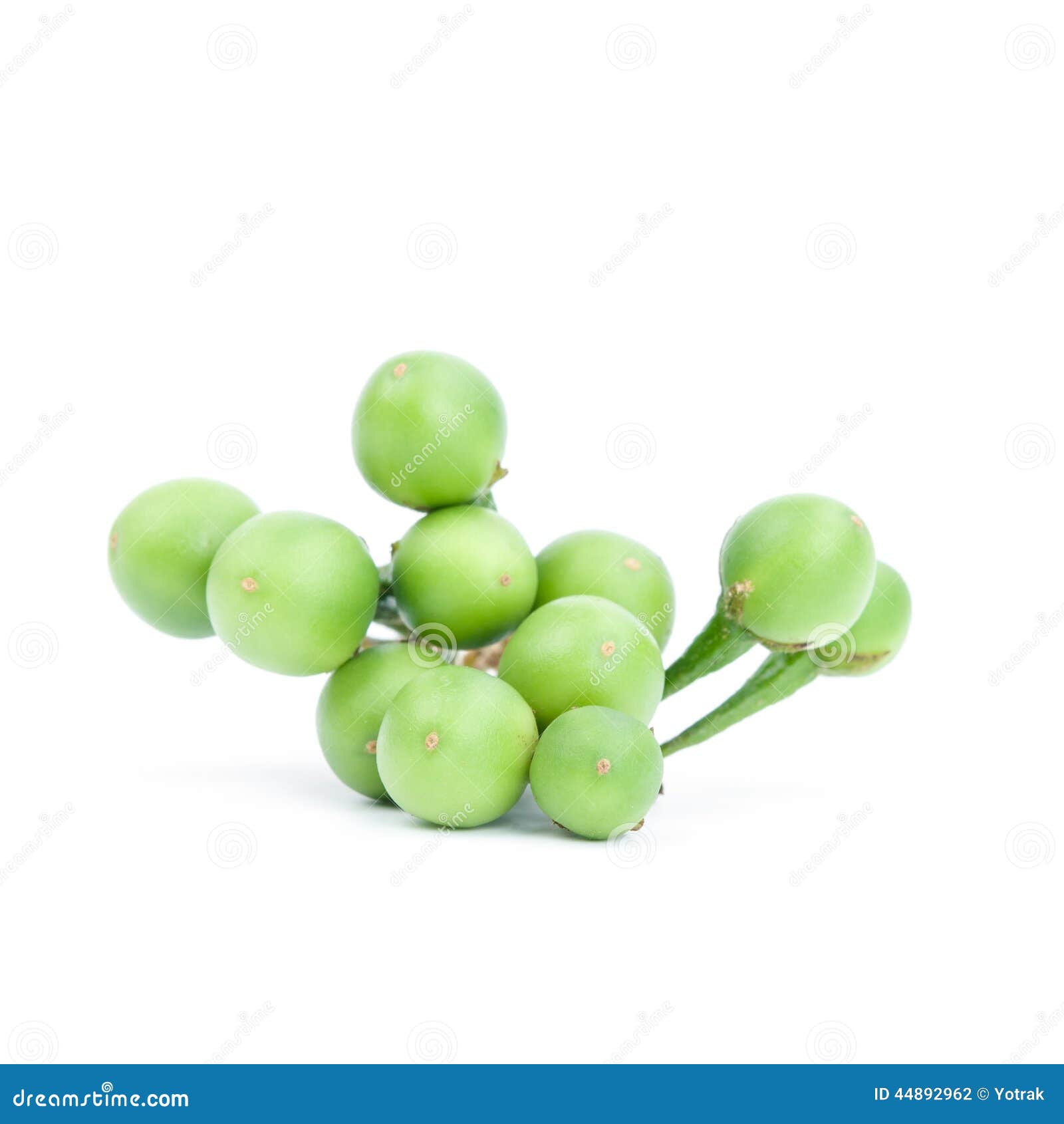 Fresh turkey berry stock photo. Image of small, healthy - 44892962