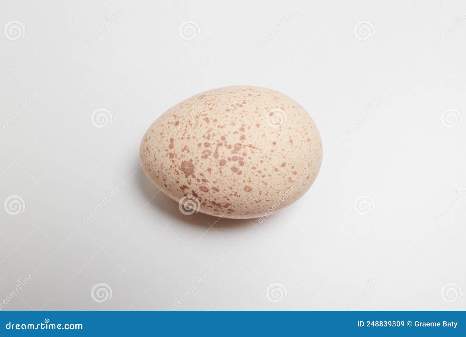 Fresh Turkey Egg on a White Background Large Speckled Eggs Egg Shells ...