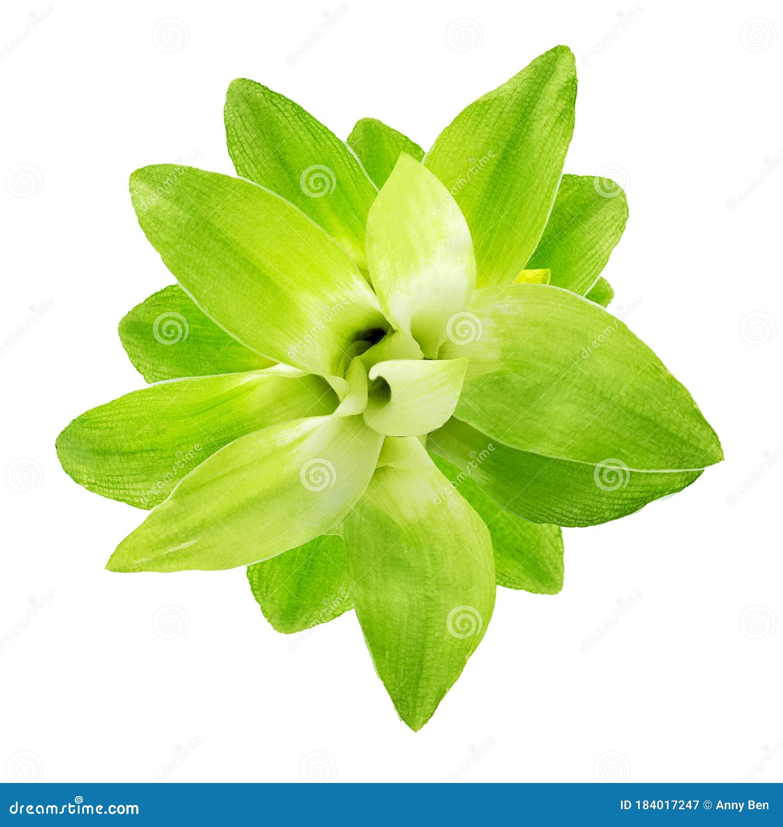 Turmeric Flower Isolated on White Background Stock Image - Image of ...