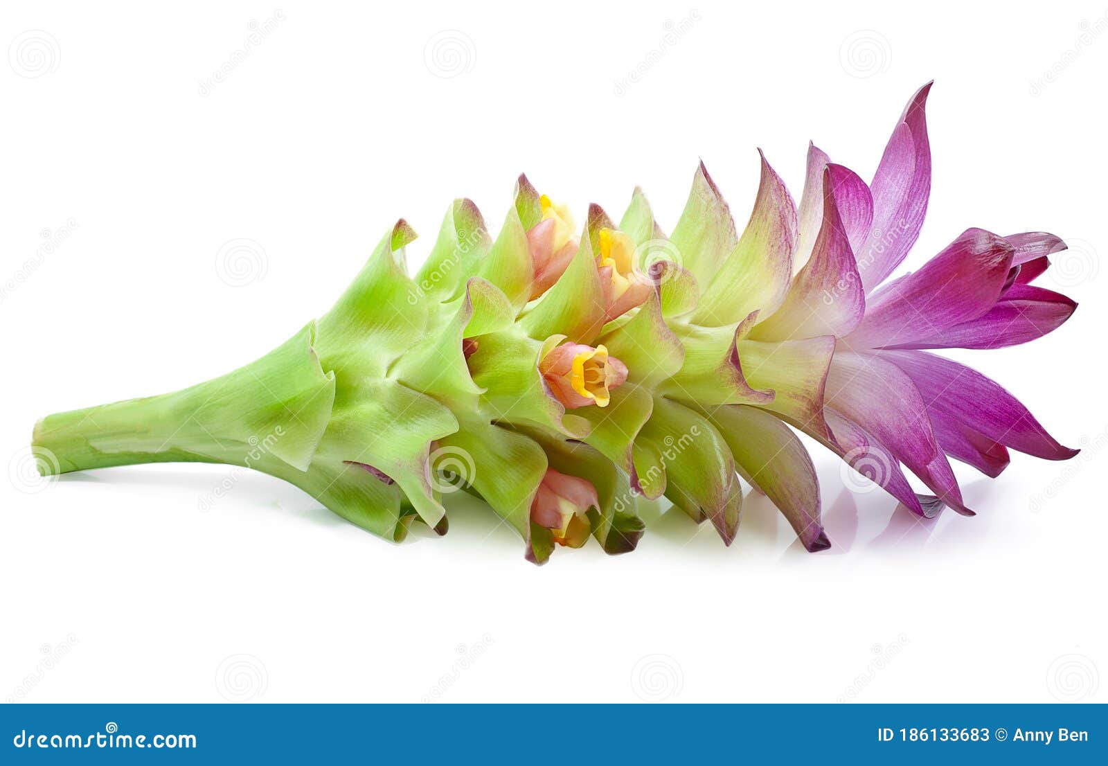 Turmeric Flower Isolated on White Background Stock Image - Image of ...