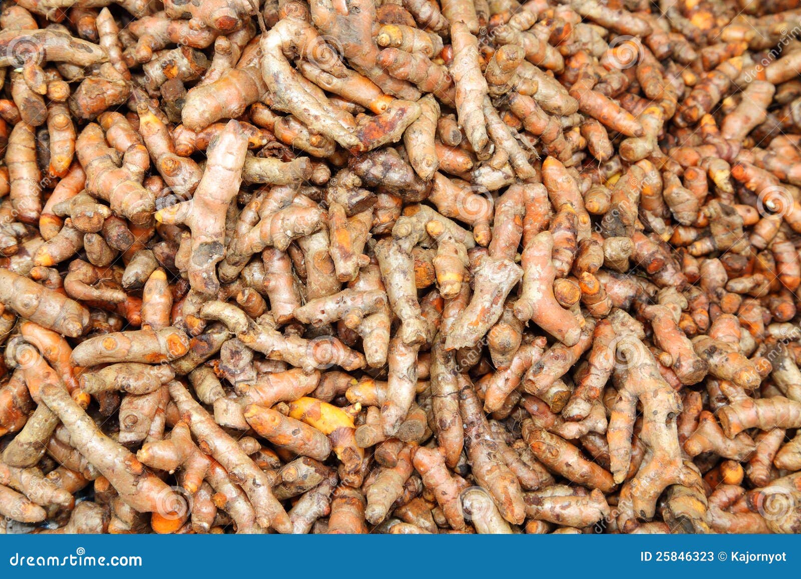 Fresh Turmeric Root or Curcuma Longa Stock Image - Image of aromatic ...