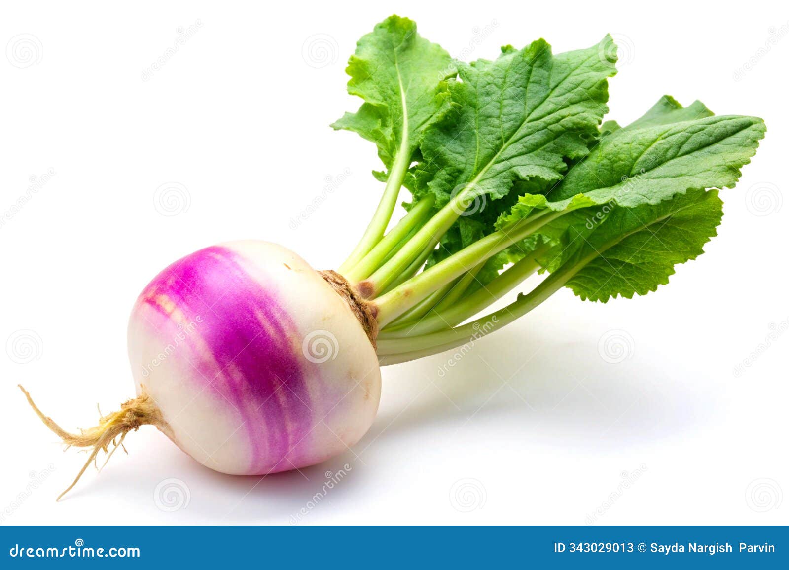Fresh Turnip Primitive Realistic Illustration | CartoonDealer.com #75954810