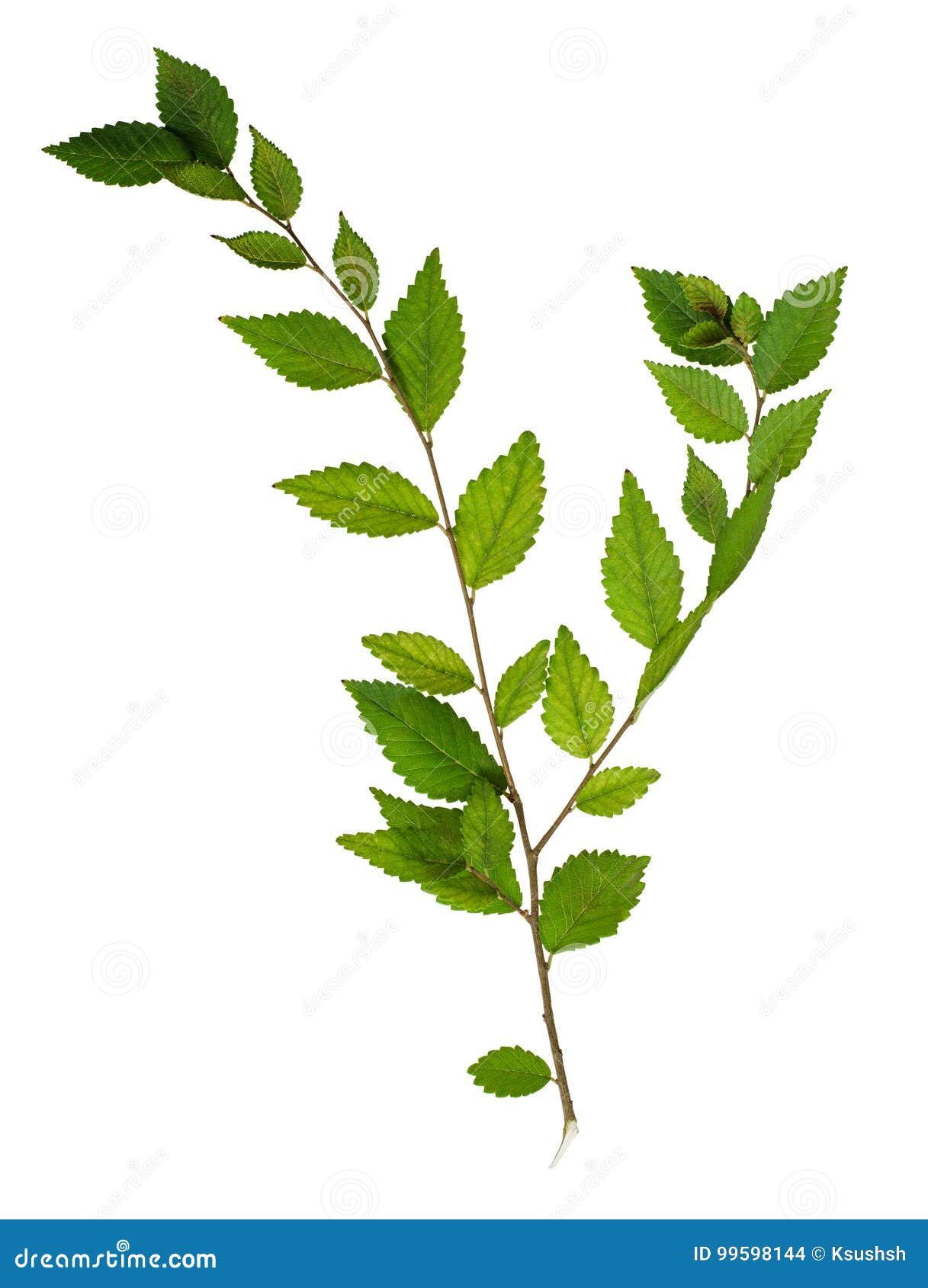 Fresh Twig with Green Leaves Stock Photo - Image of growth, springtime ... Fresh Twig with Green Leaves Stock Photo - Image of growth, springtime ...