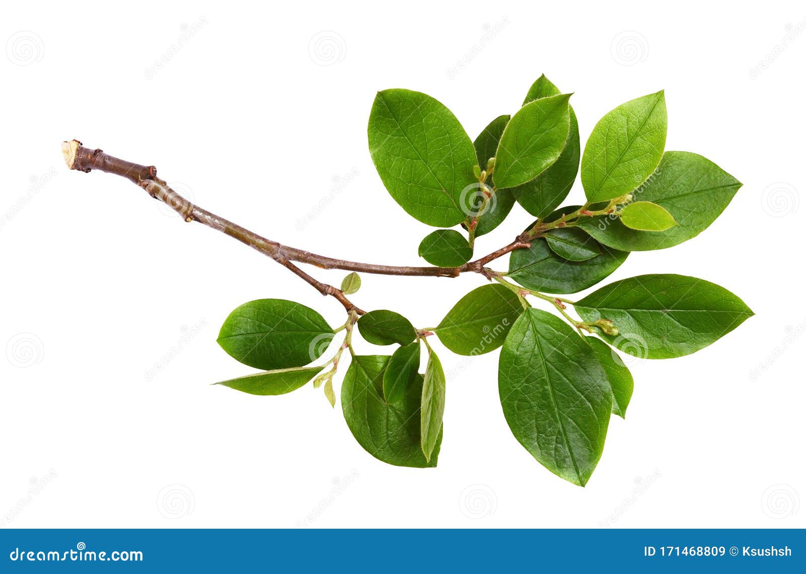 Fresh Twig with Green Leaves Stock Image - Image of spire, small: 171468809