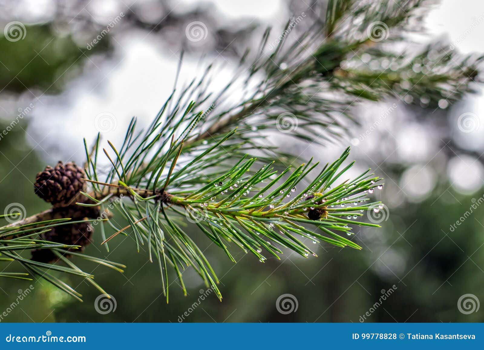 Fresh Twig of the Pine Tree in a Spring. Stock Photo - Image of plant ...