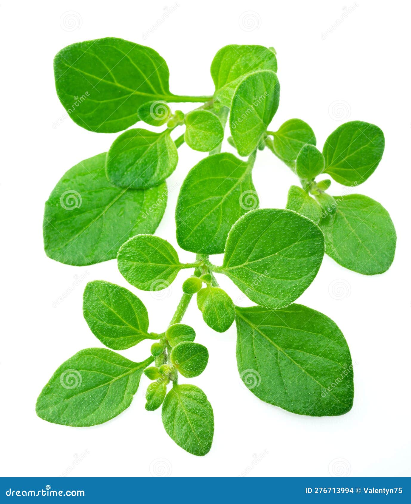 Fresh Twigs Of A Tree On A Blurred Green Background Royalty-Free Stock ...