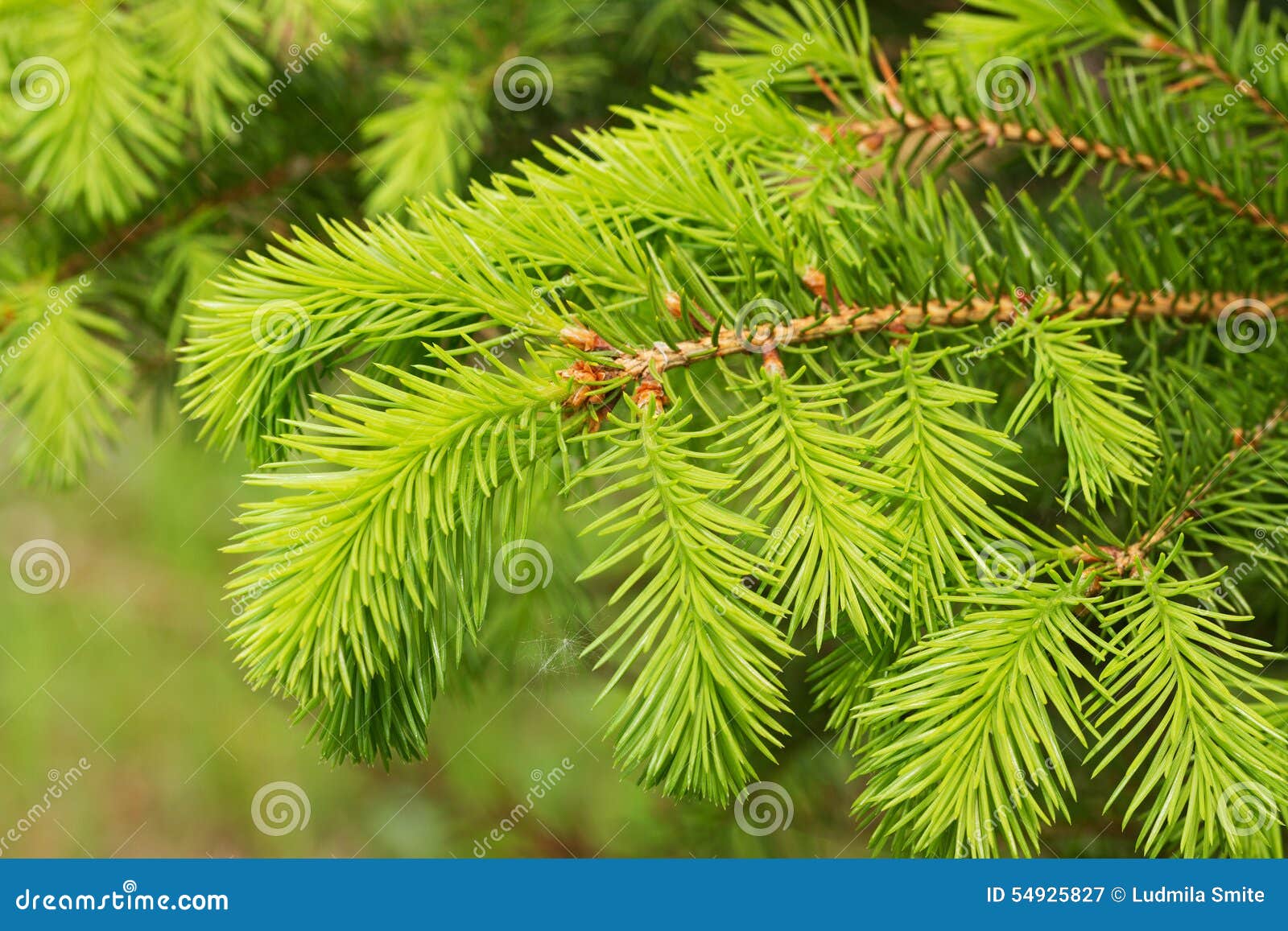 Fresh Twigs of the Pine Tree. Stock Image - Image of plant, greenhouse ...