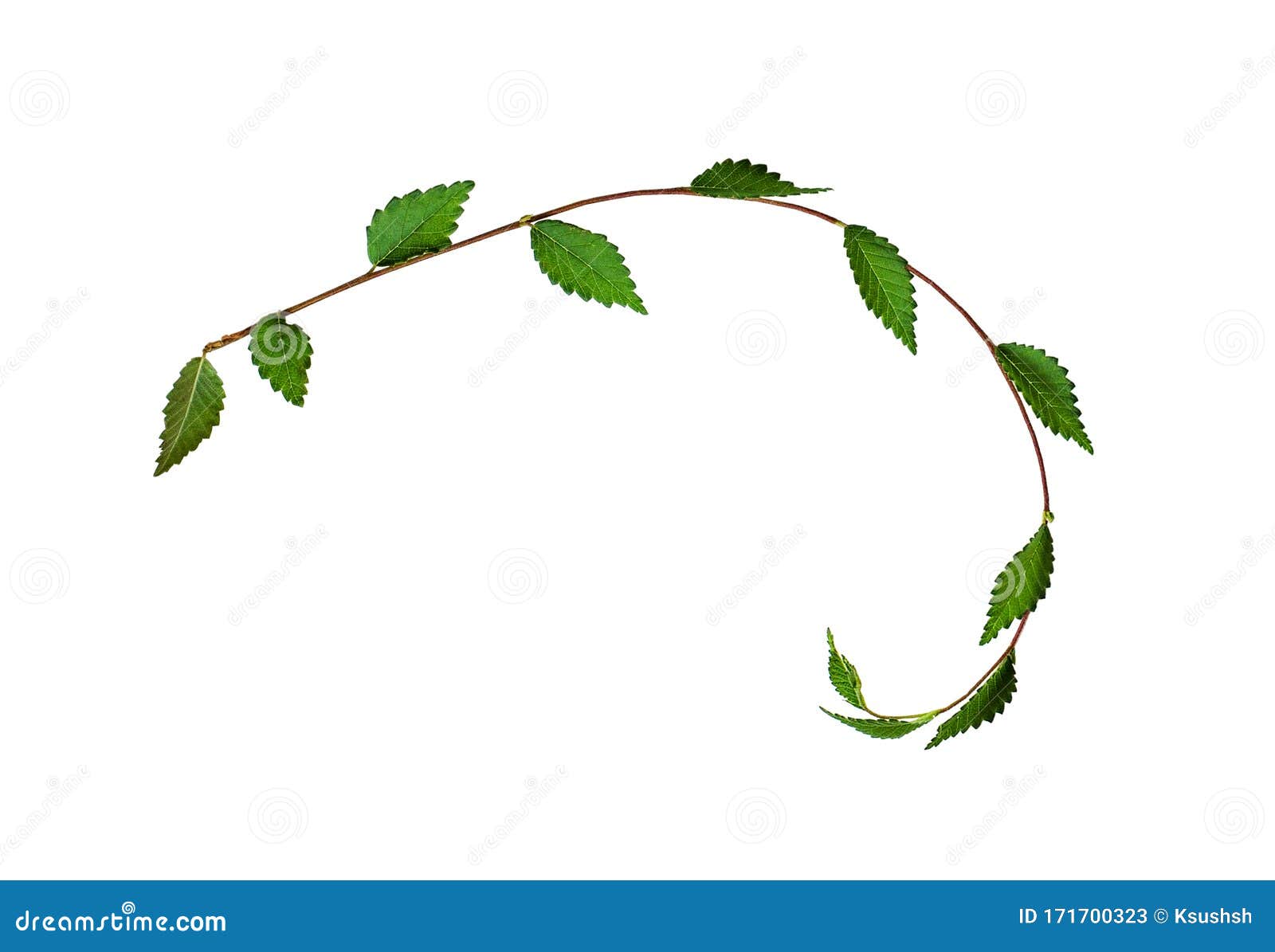 Fresh Twisted Twig with Green Leaves Stock Image - Image of twig, green ...