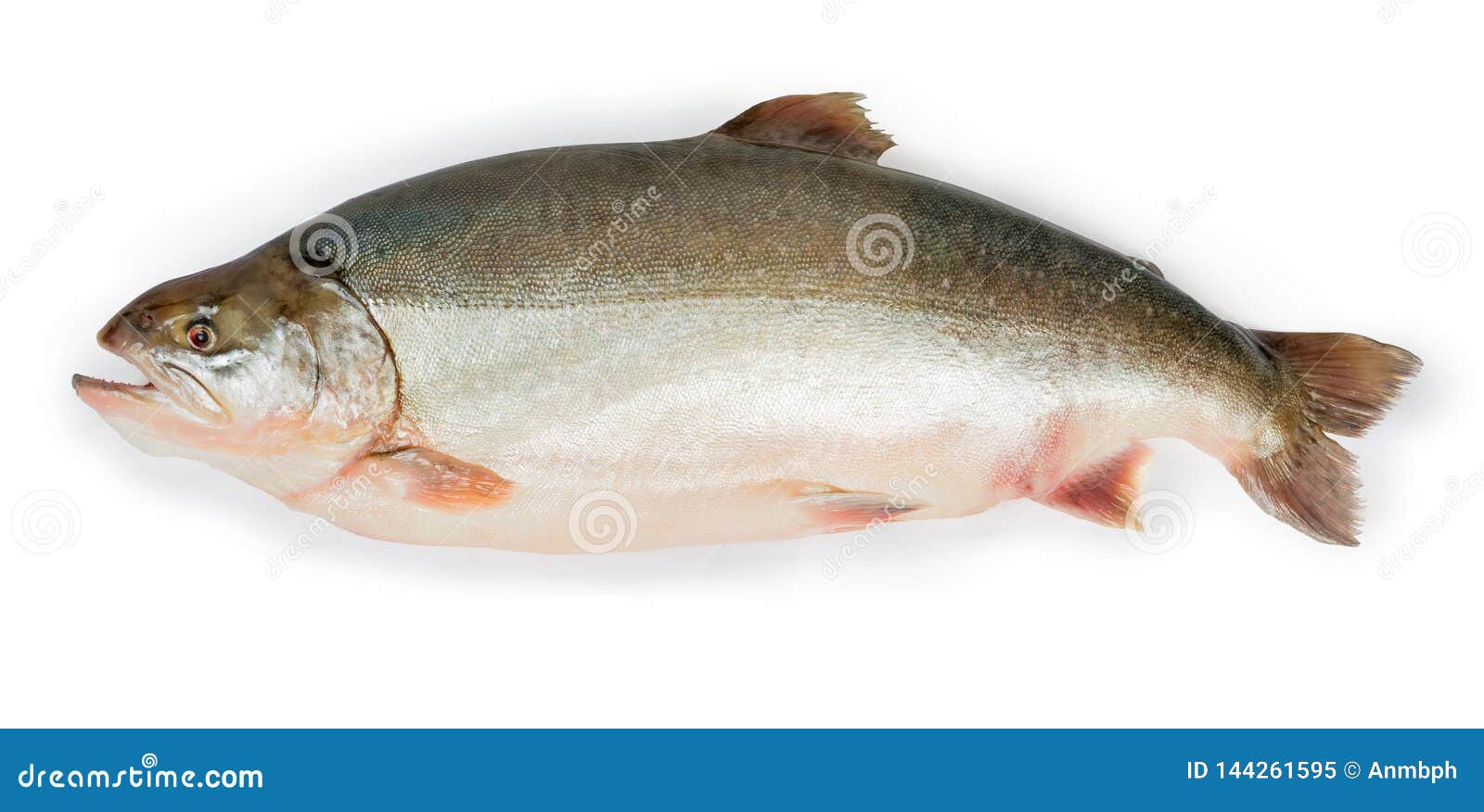 Fresh Uncooked Arctic Char on a White Background Stock Image - Image of ...