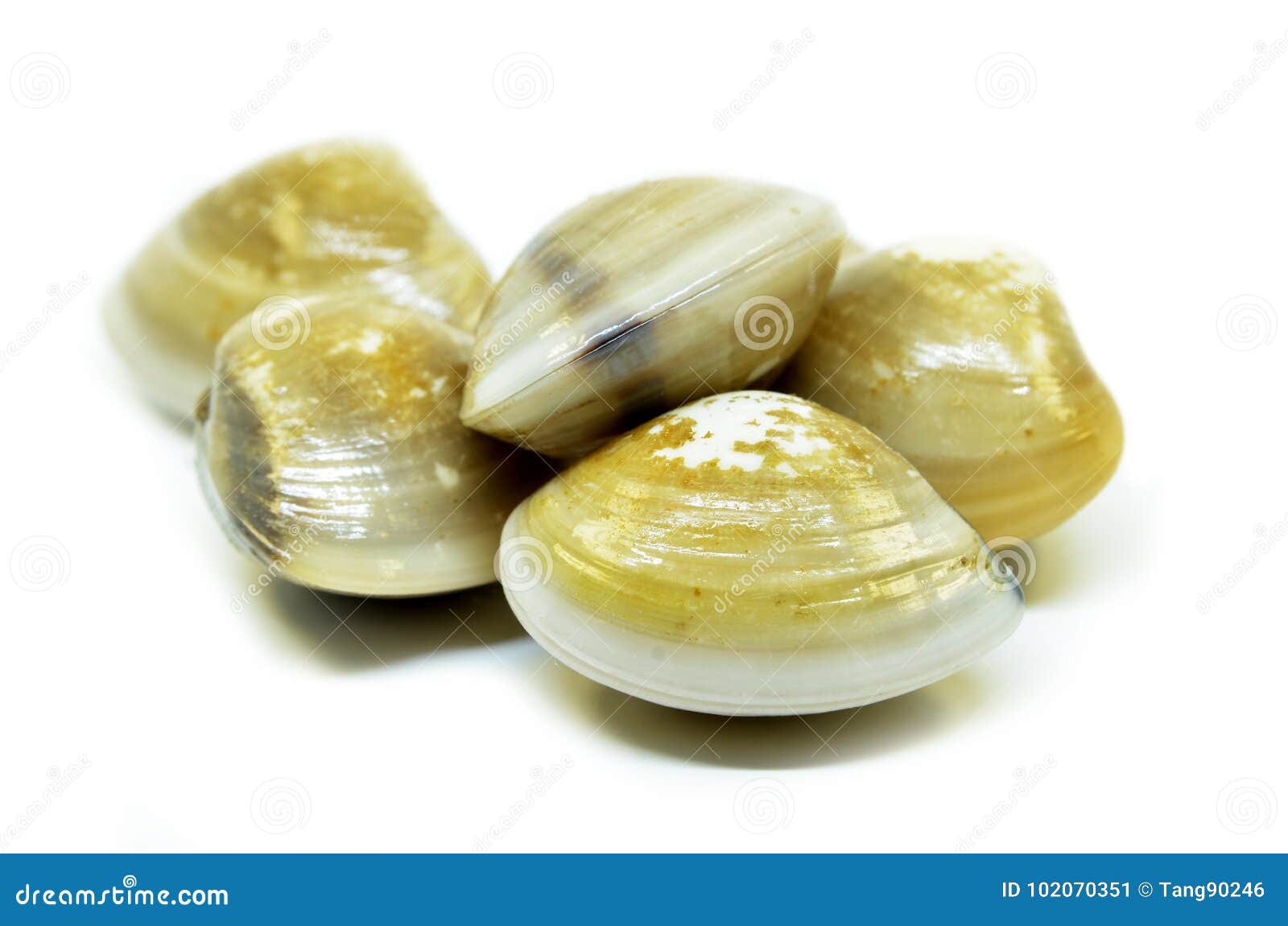 Fresh uncooked clams stock image. Image of meat, closeup - 102070351