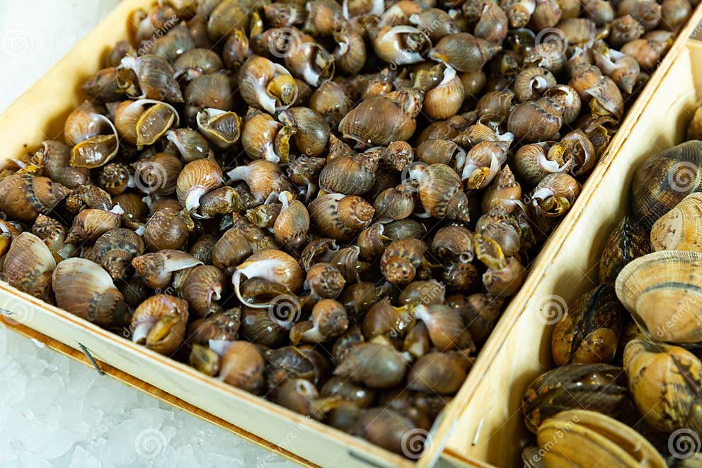 Fresh uncooked snails stock photo. Image of farmer, organic - 295519598