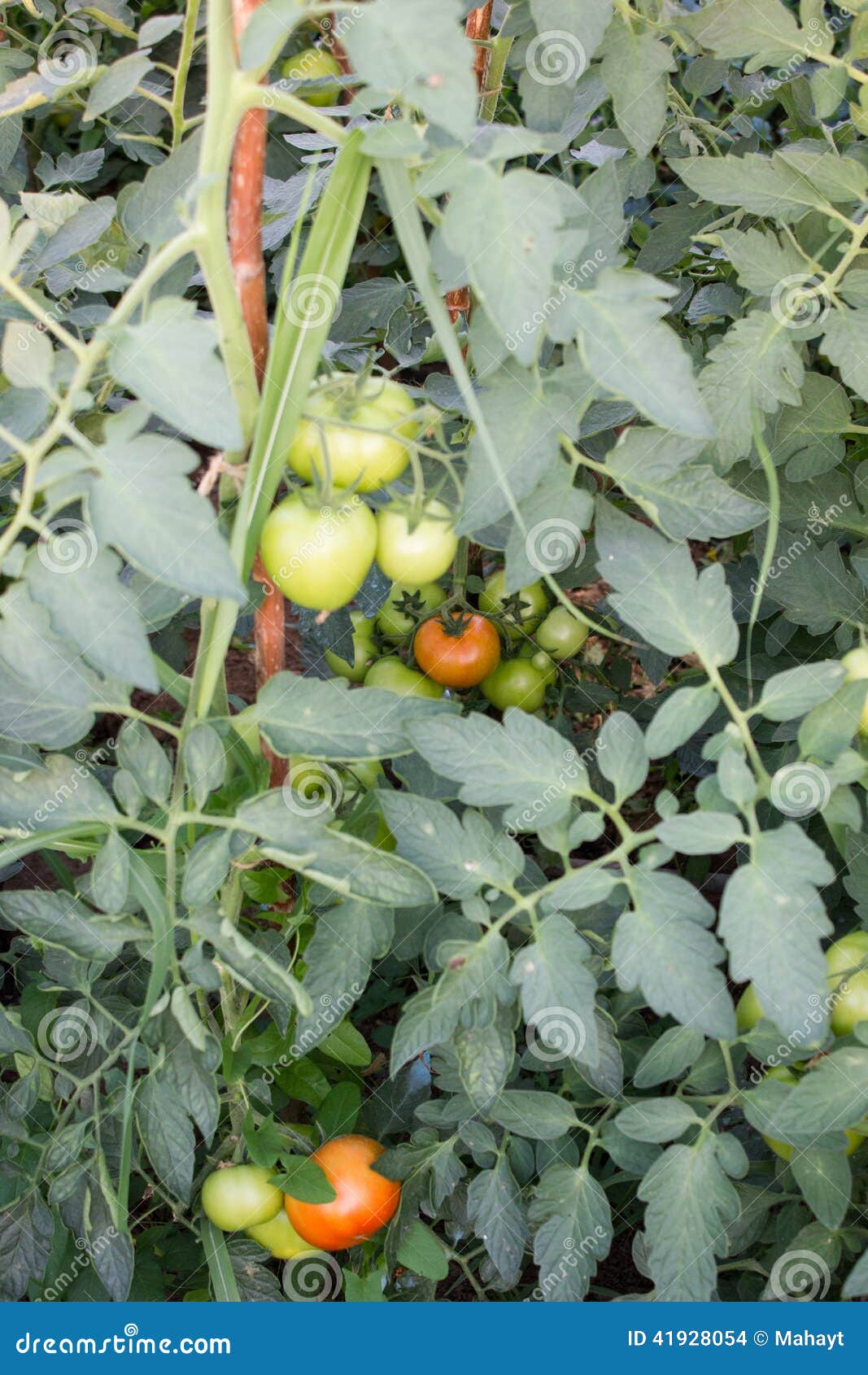 Fresh Unripe Tomatoes Plants in a Eco Garden Stock Photo - Image of ...