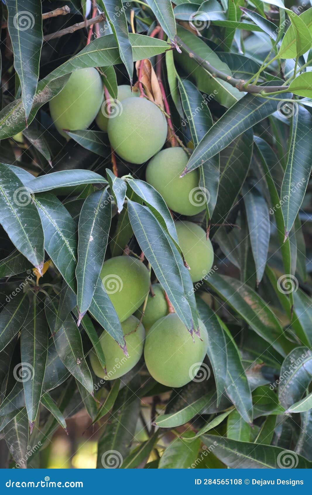 Fresh Unripened Mangos on a Mango Tree Stock Photo - Image of leaves ...
