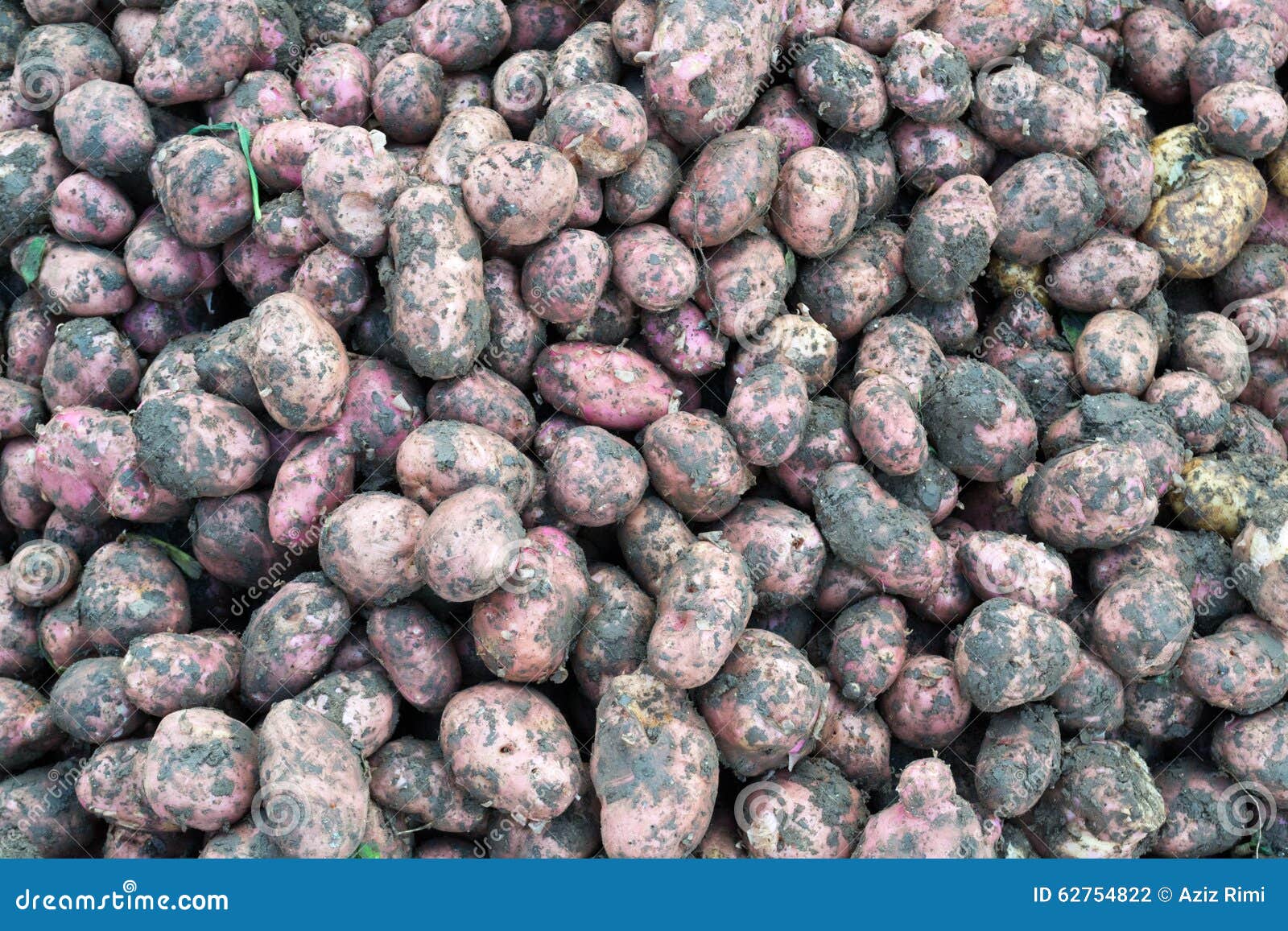 Fresh unwashed potatoes stock photo. Image of agriculture - 62754822